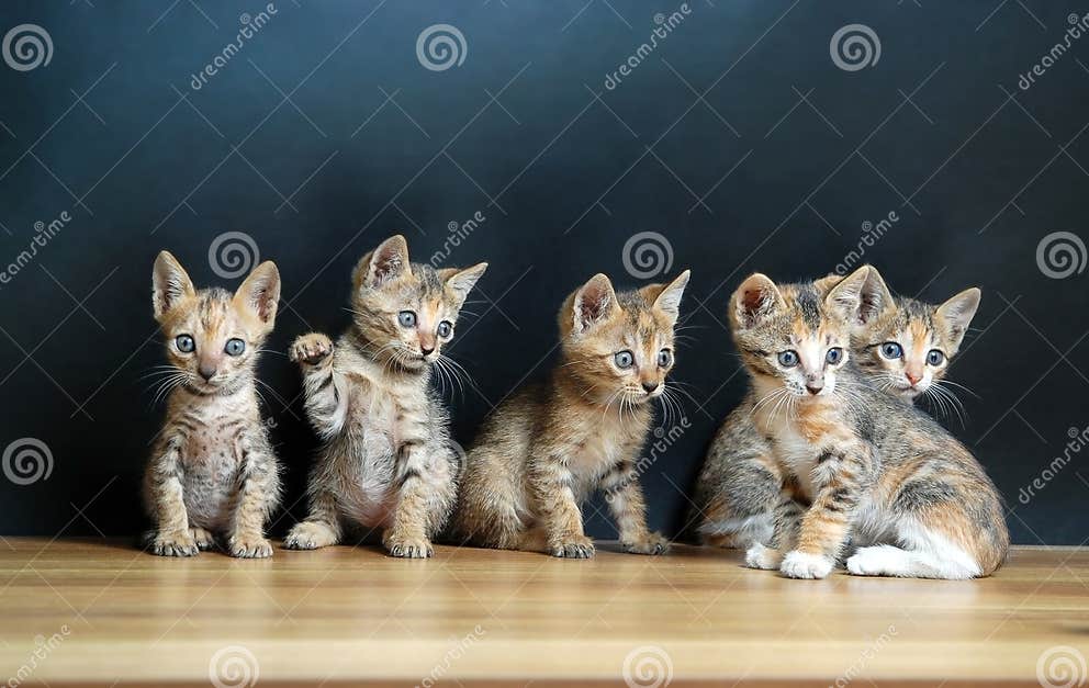 Five cute cats stock image. Image of young, background - 20650737