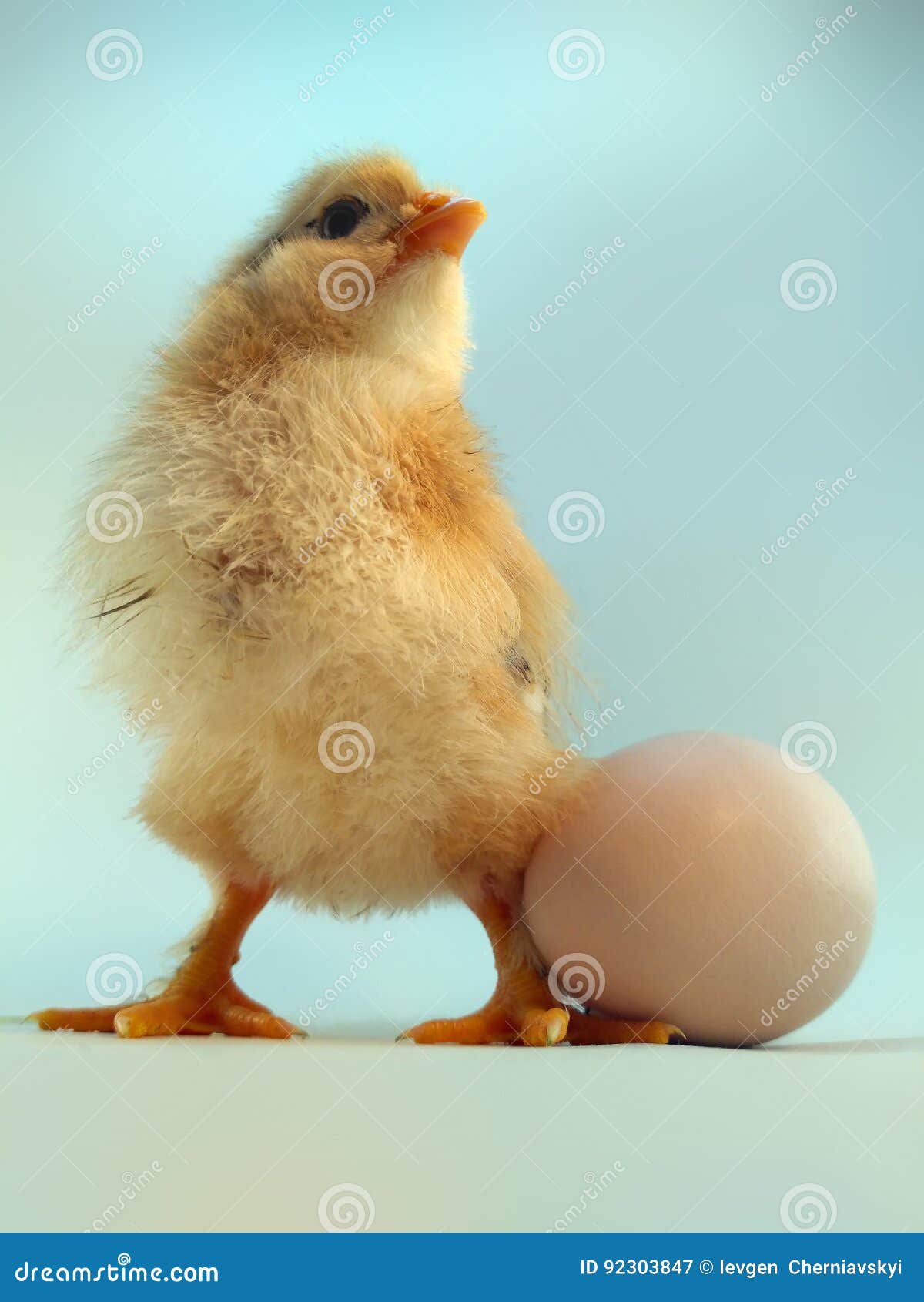 Five Day Old Chickling and Egg Stock Image - Image of hatch, cute: 92303847