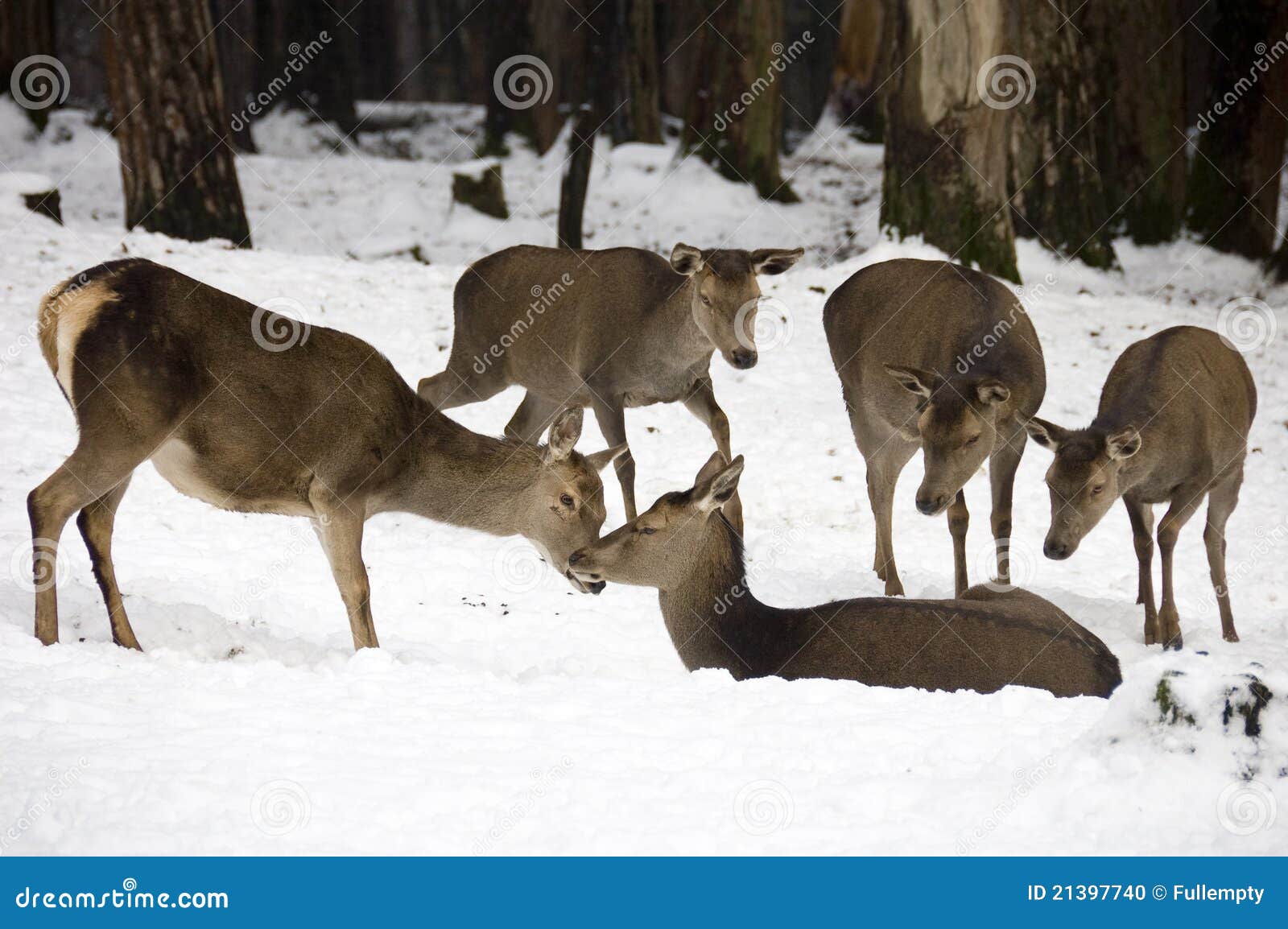 Five deers stock photo. Image of wild, compassion, care - 21397740
