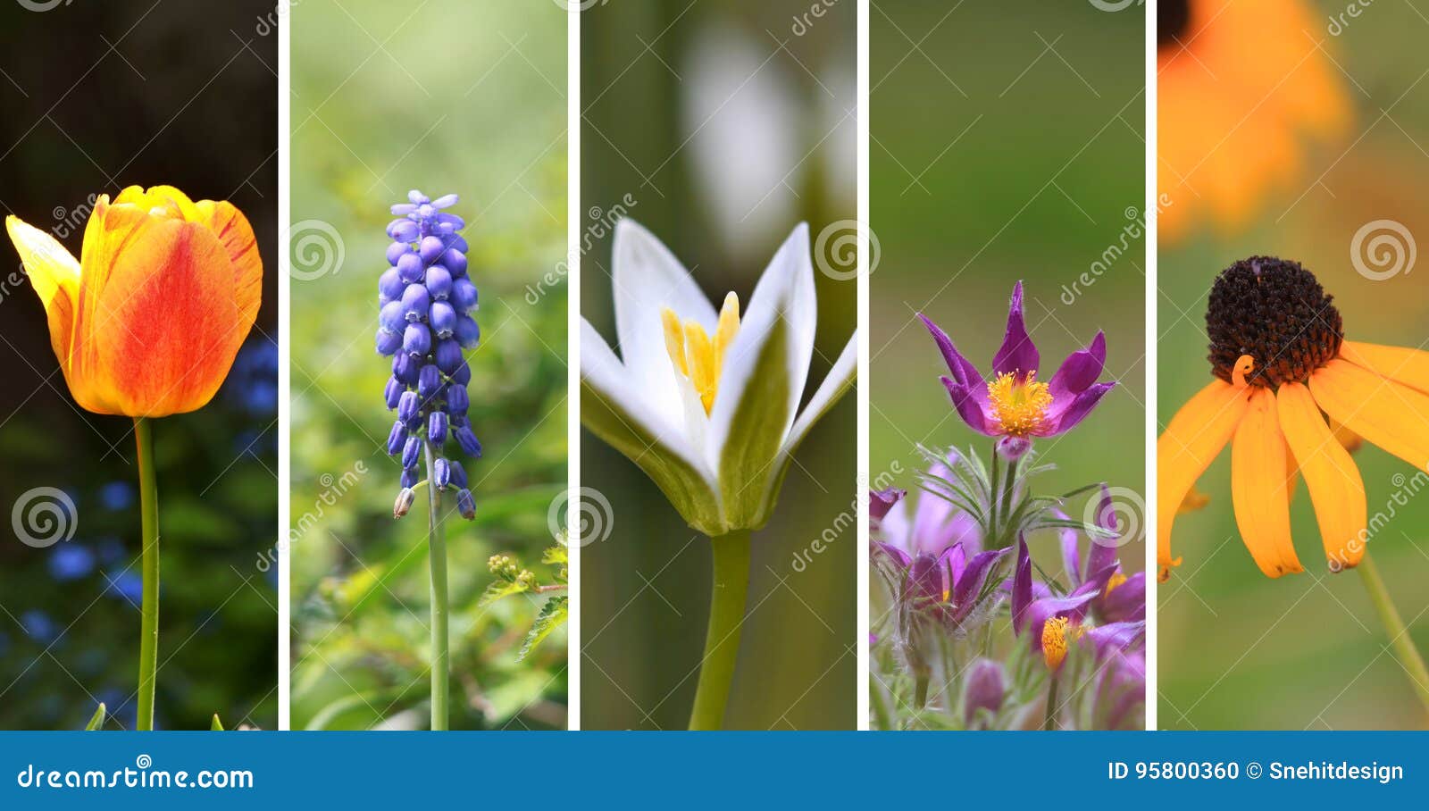 Spring flower collage stock photo. Image of outdoor, garden - 95800360