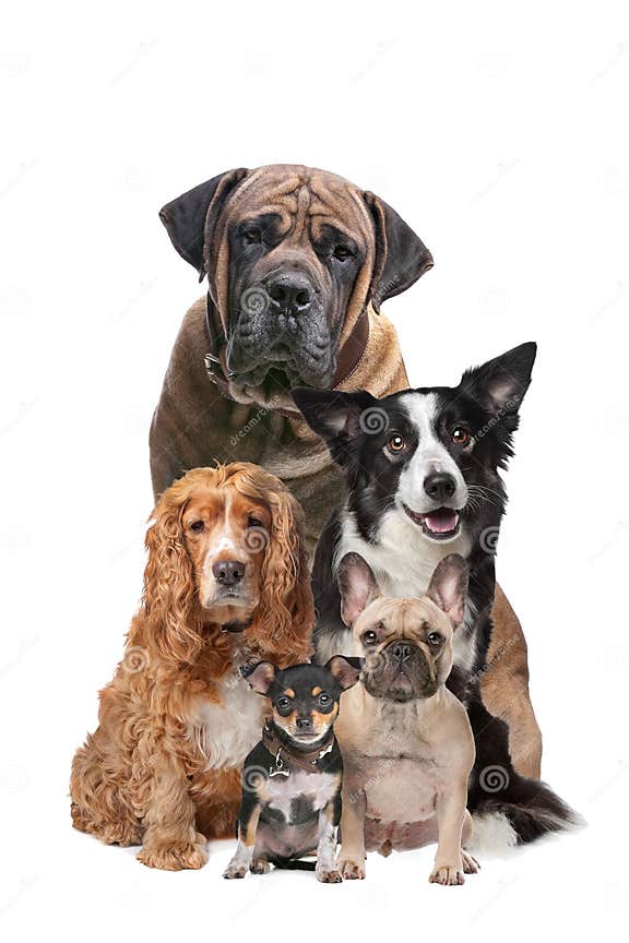 Five dogs stock image. Image of pets, look, african, bulldog - 23282077