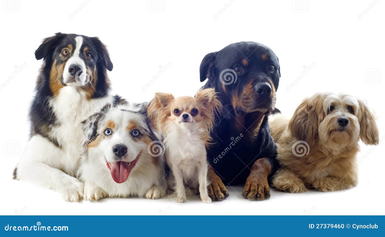 Five dogs stock photo. Image of hunting, sheepdog, five - 27379460