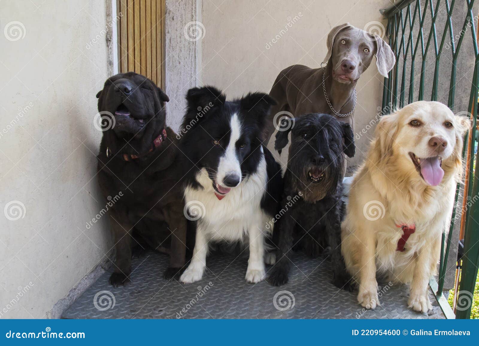 Five Dogs Of Different Breeds Together Stock Photo | CartoonDealer.com ...