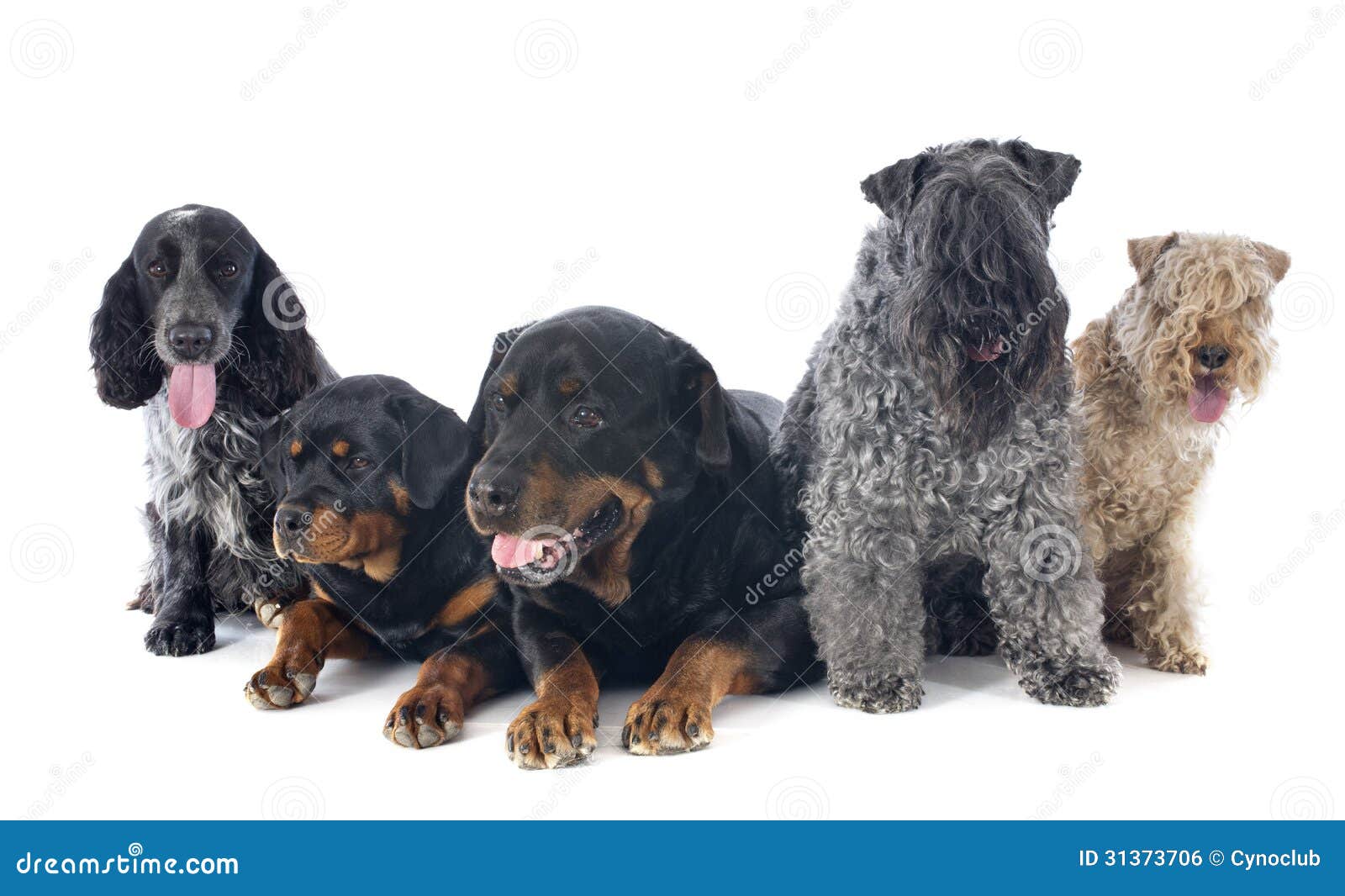 Five Dogs Stock Photo | CartoonDealer.com #27379302
