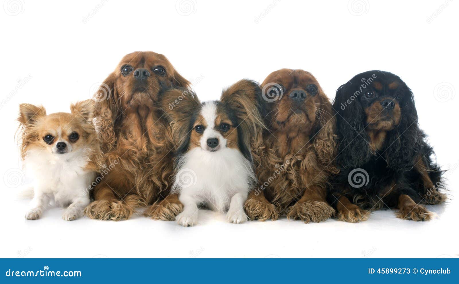 Five Dogs Of Different Breeds Together Royalty-Free Stock Image ...