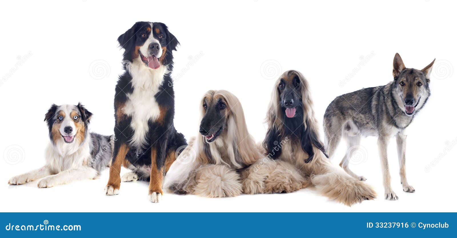 Five dogs stock photo. Image of pedigree, mountain, background - 33237916