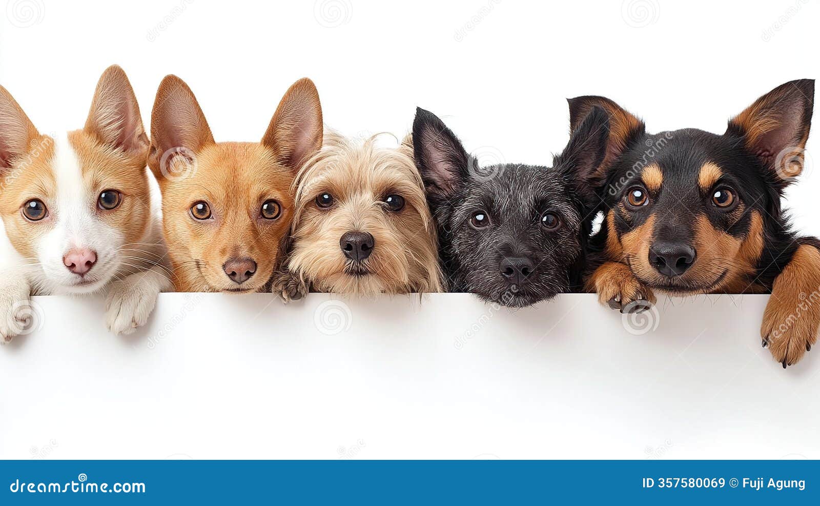Five Dogs Peeking Over a White Banner Studio Shot Stock Illustration ...