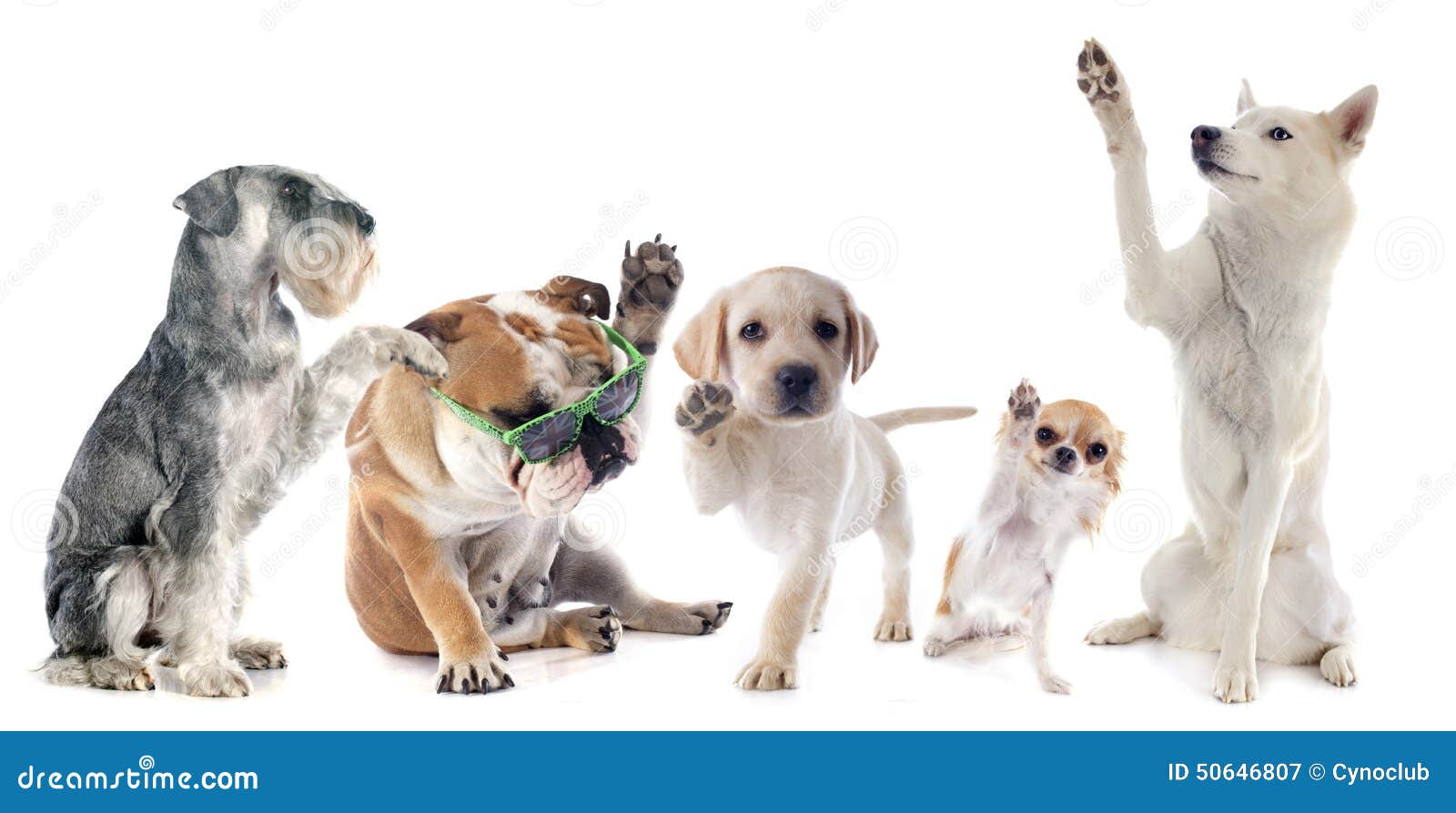 Five Dogs Stock Photo | CartoonDealer.com #27379302