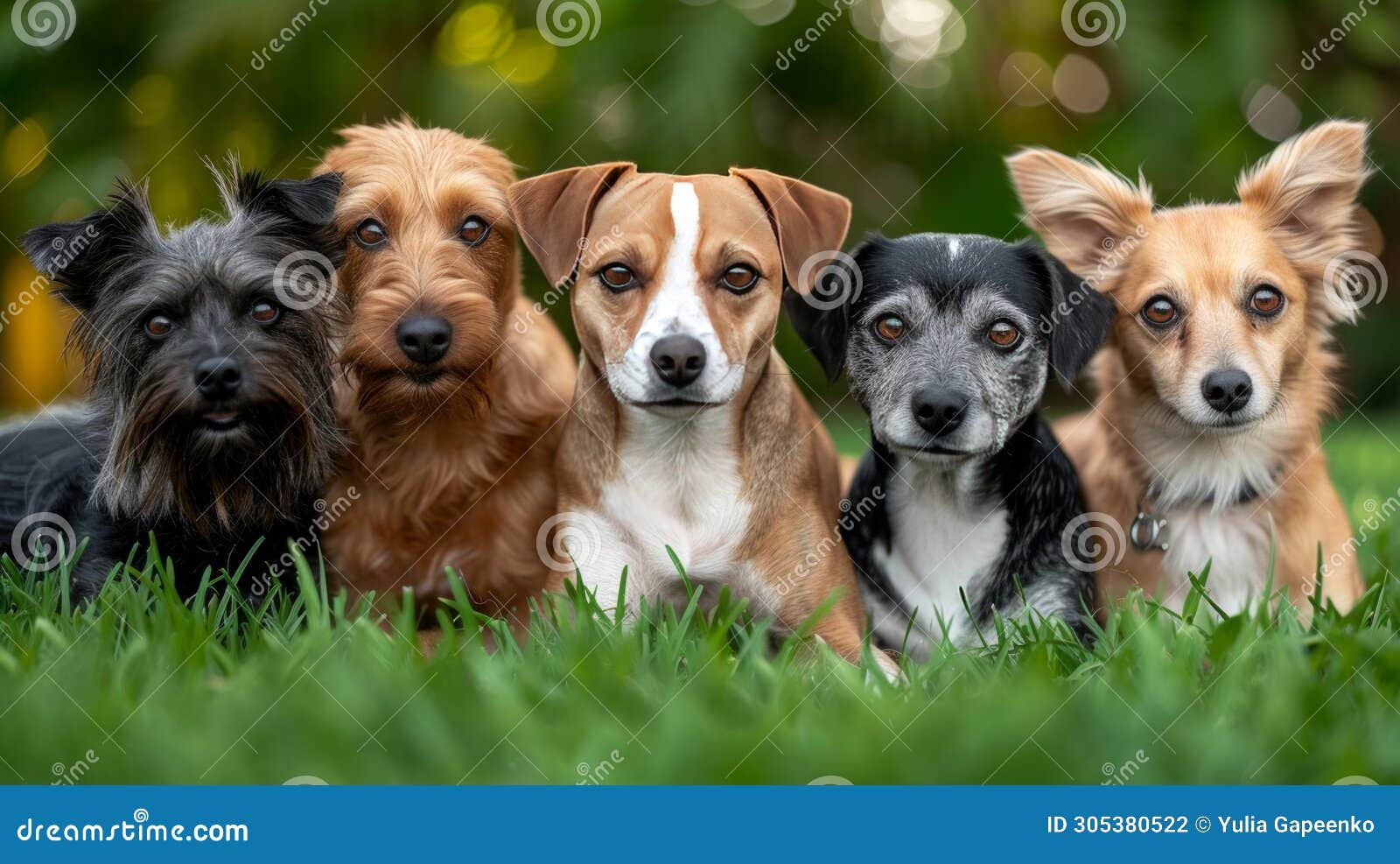 Five Dogs Sit in a Row and Look at the Camera Stock Photo - Image of ...