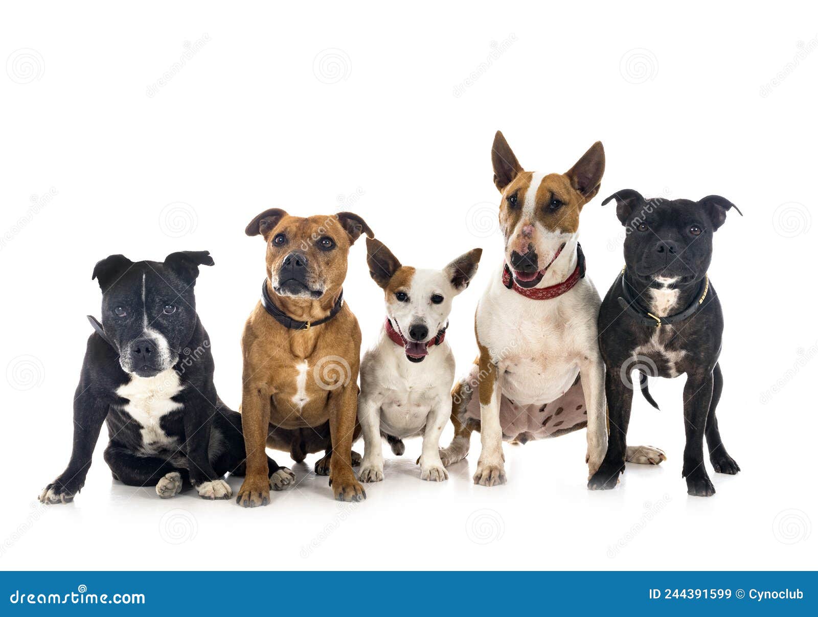 Five Dogs Stock Photo | CartoonDealer.com #27379302