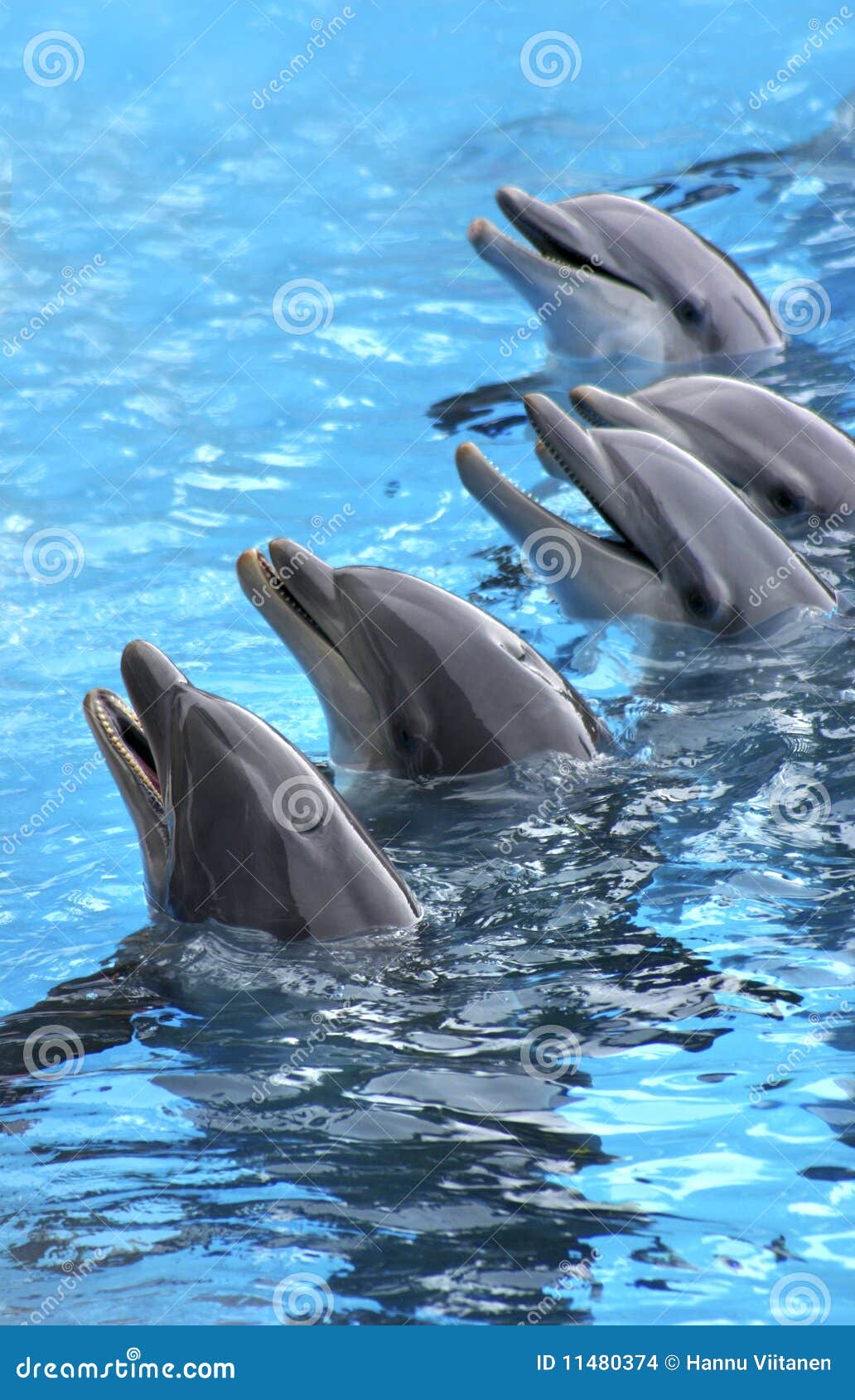 Five dolphins stock photo. Image of team, dolphinarium - 11480374
