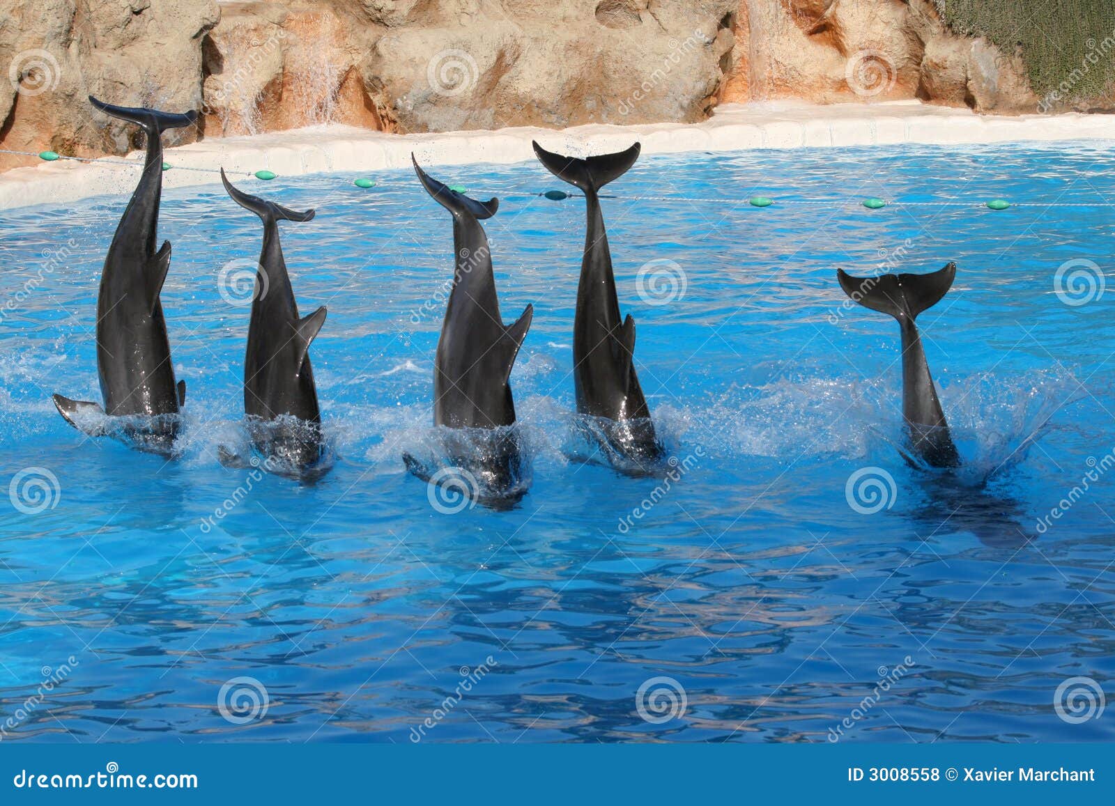 Five Dolphins Jumping Picture. Image: 3008558