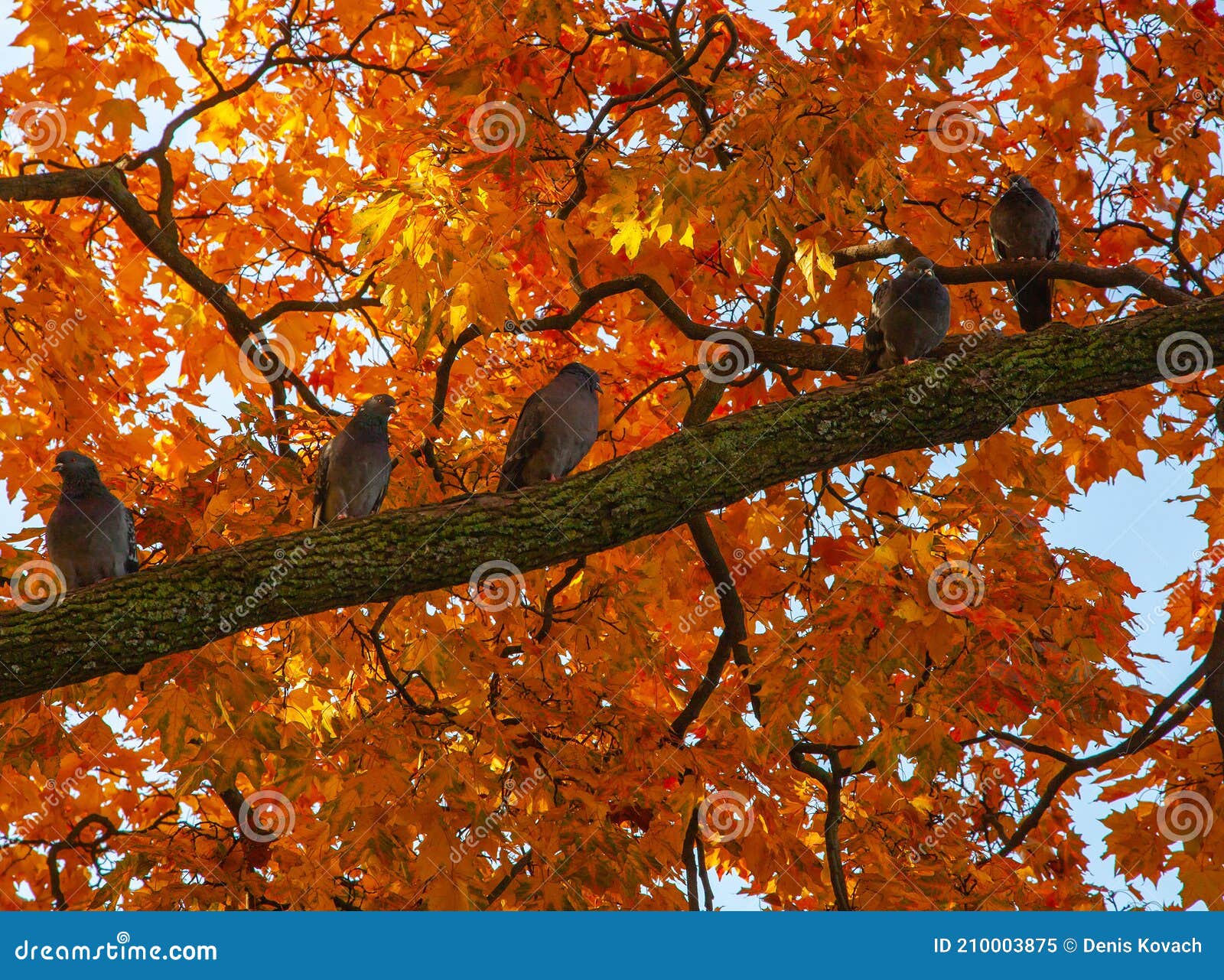Five Doves on a Branch Against a Background of Autumn Leaves Stock ...