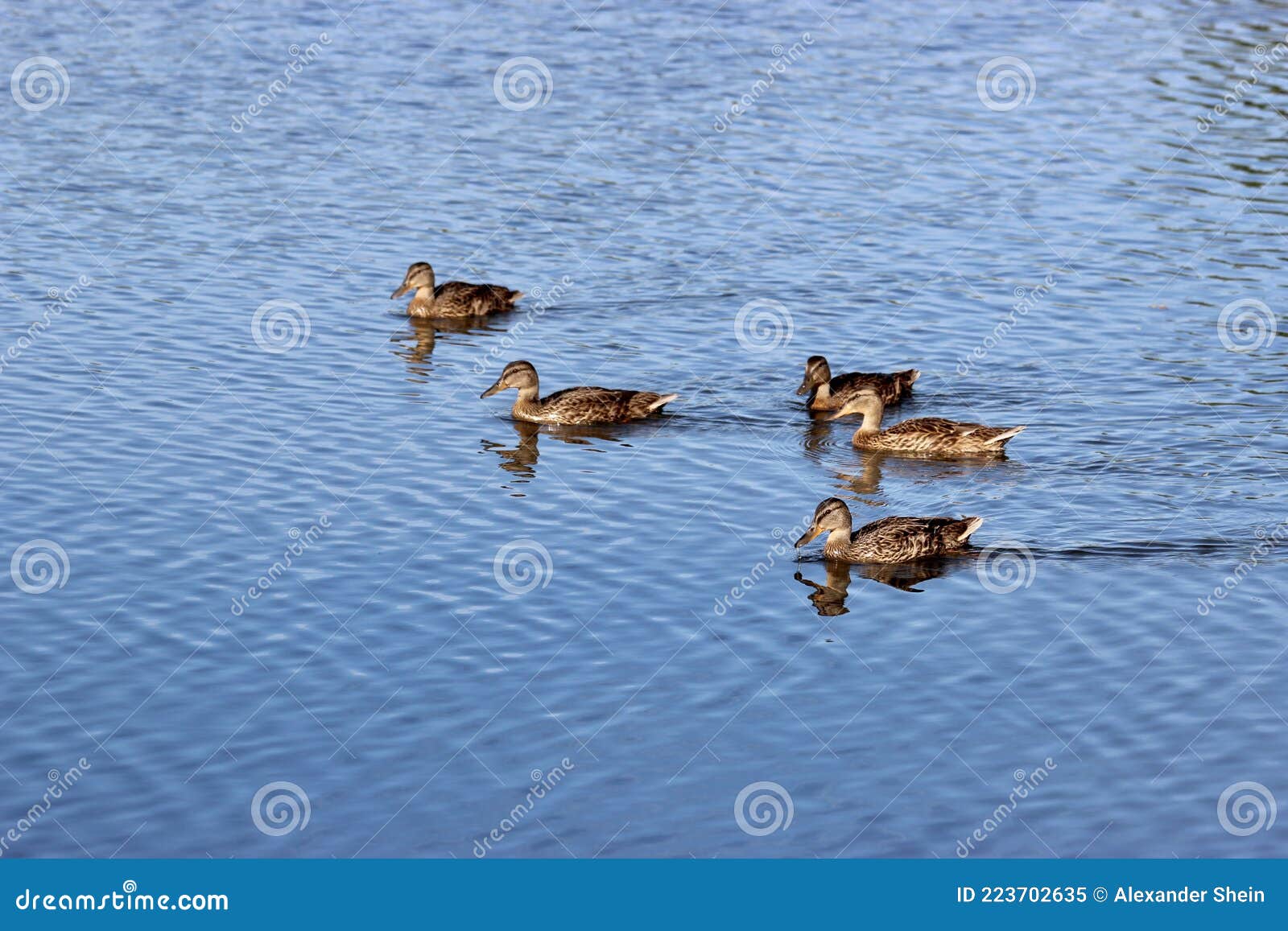 Five duck stock image. Image of ducks, river, sail, lake - 223702635
