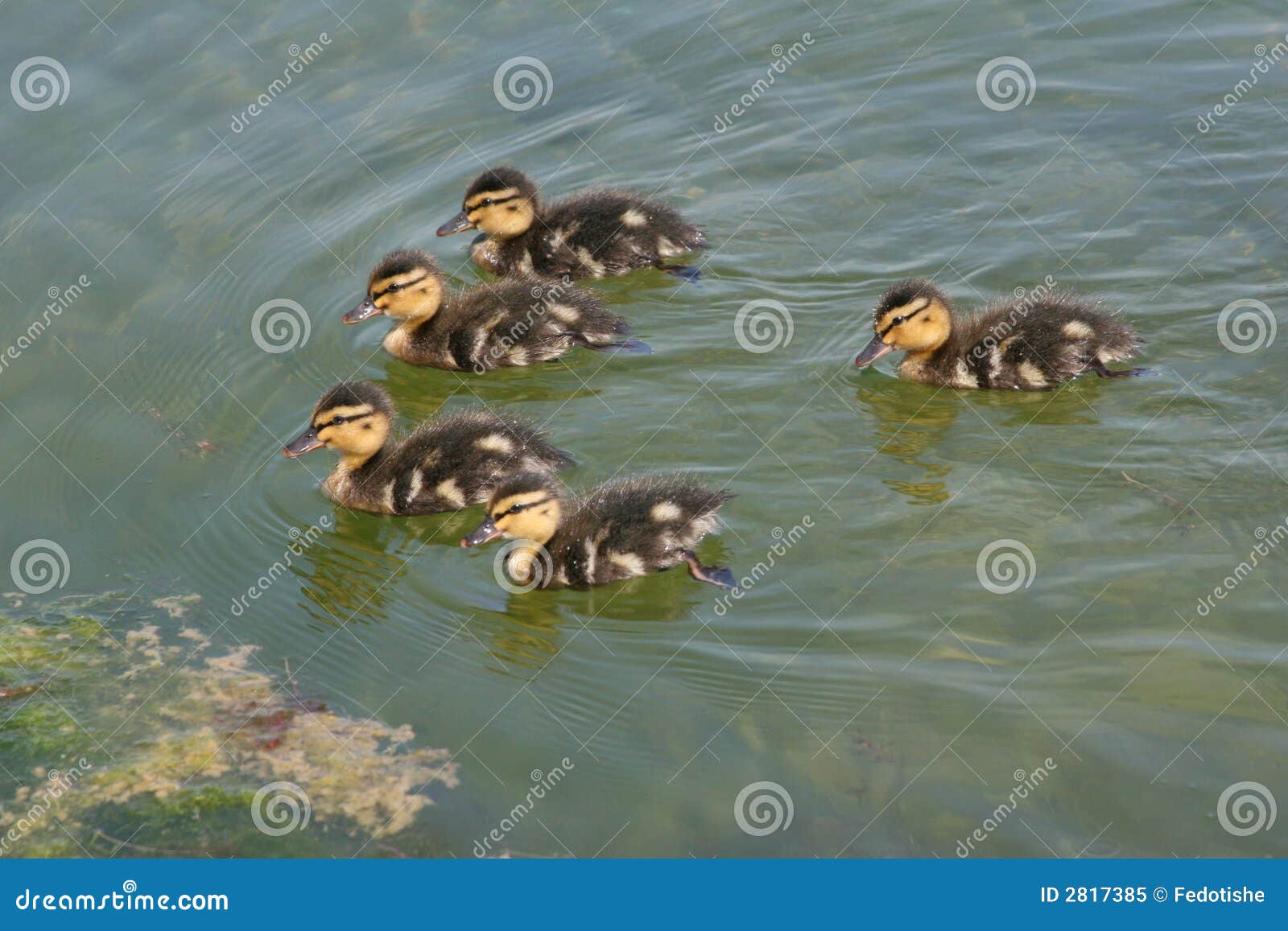 Five ducklings stock image. Image of mallard, ostankino - 2817385