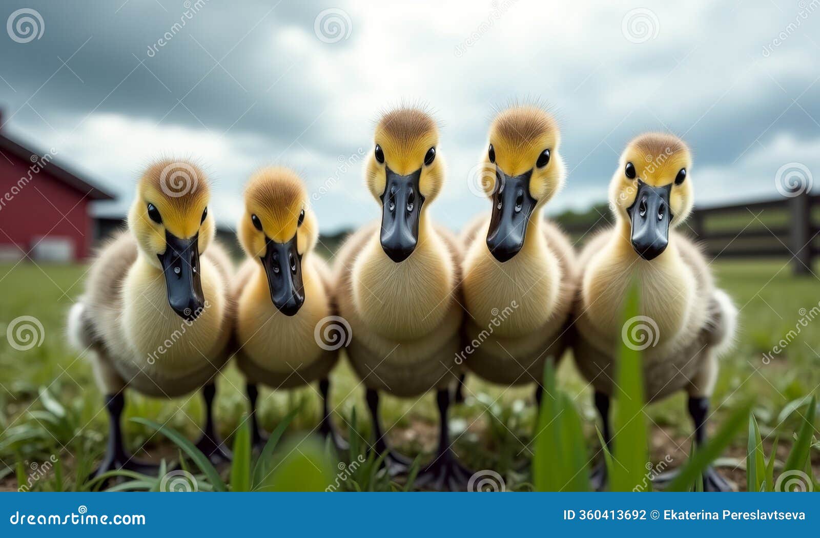 Five Ducklings are Standing in a Field Stock Photo - Image of yellow ...
