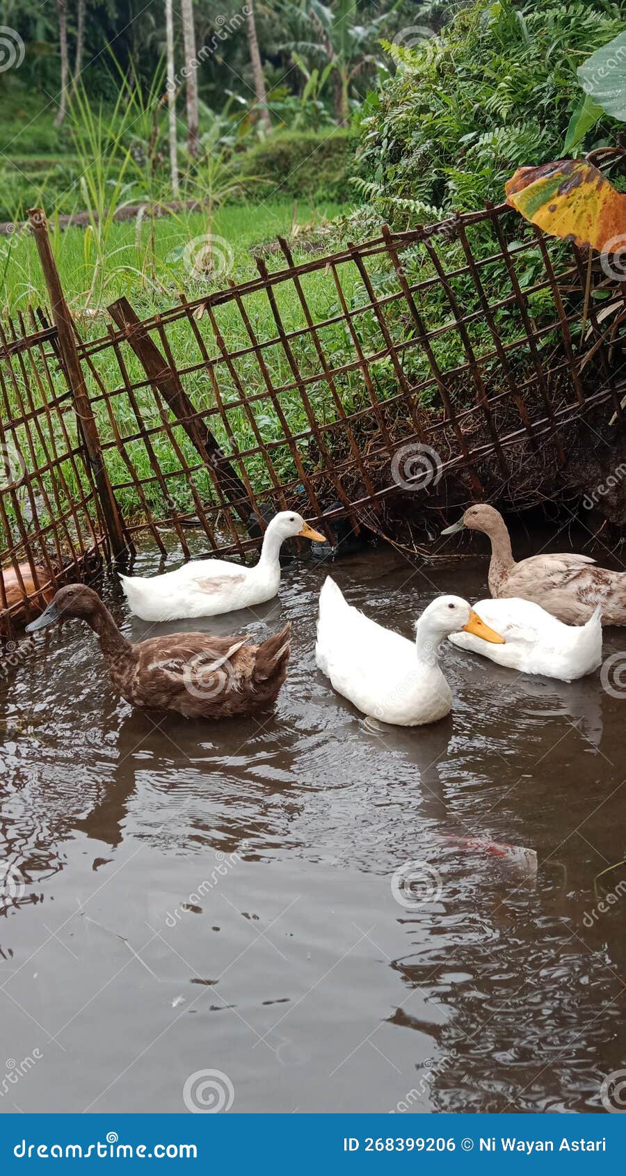 Five Ducks stock photo. Image of five, animal, waiting - 268399206
