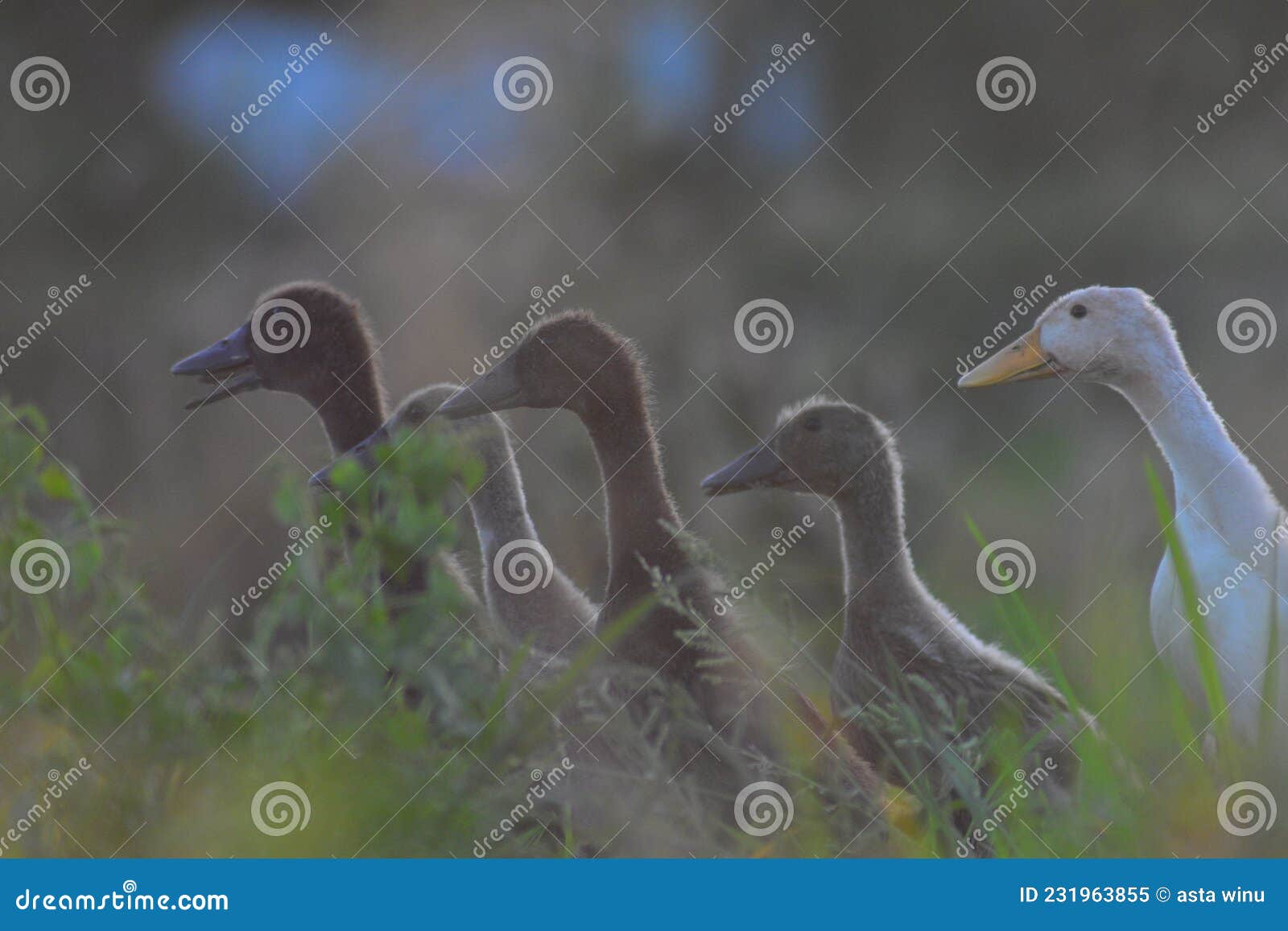 Five Ducks On Green Grass Stock Photography | CartoonDealer.com #20384906