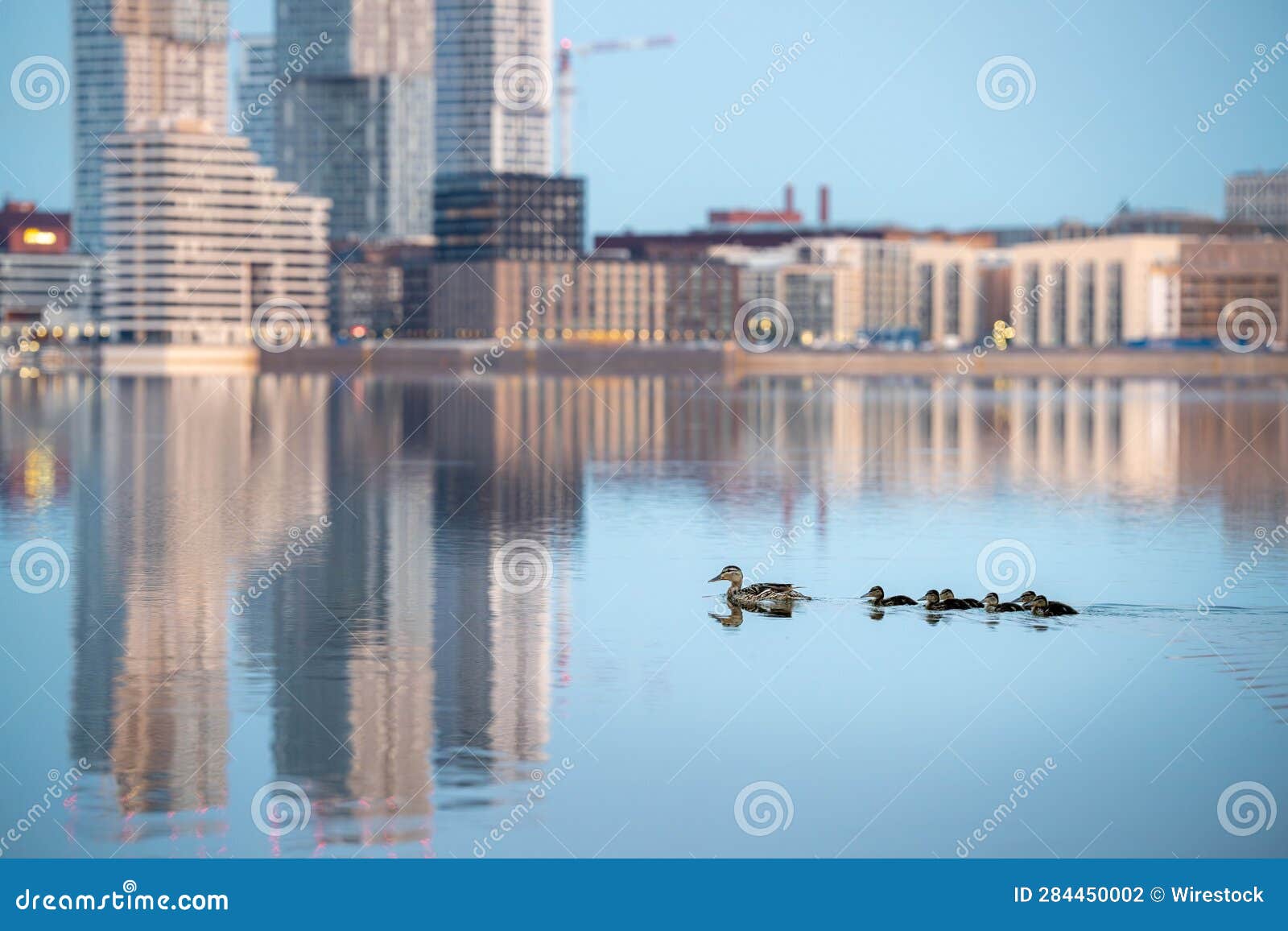 Five Ducks Swimming in the Middle of a Large River, Stock Photo - Image ...