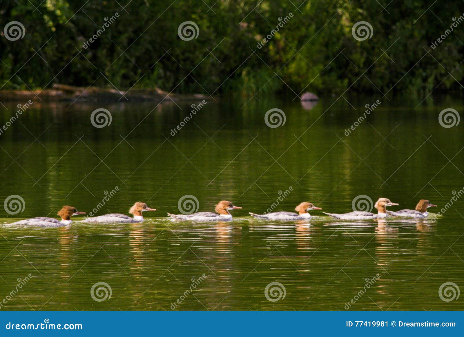 Five ducks stock image. Image of nature, wildlife, family - 77419981