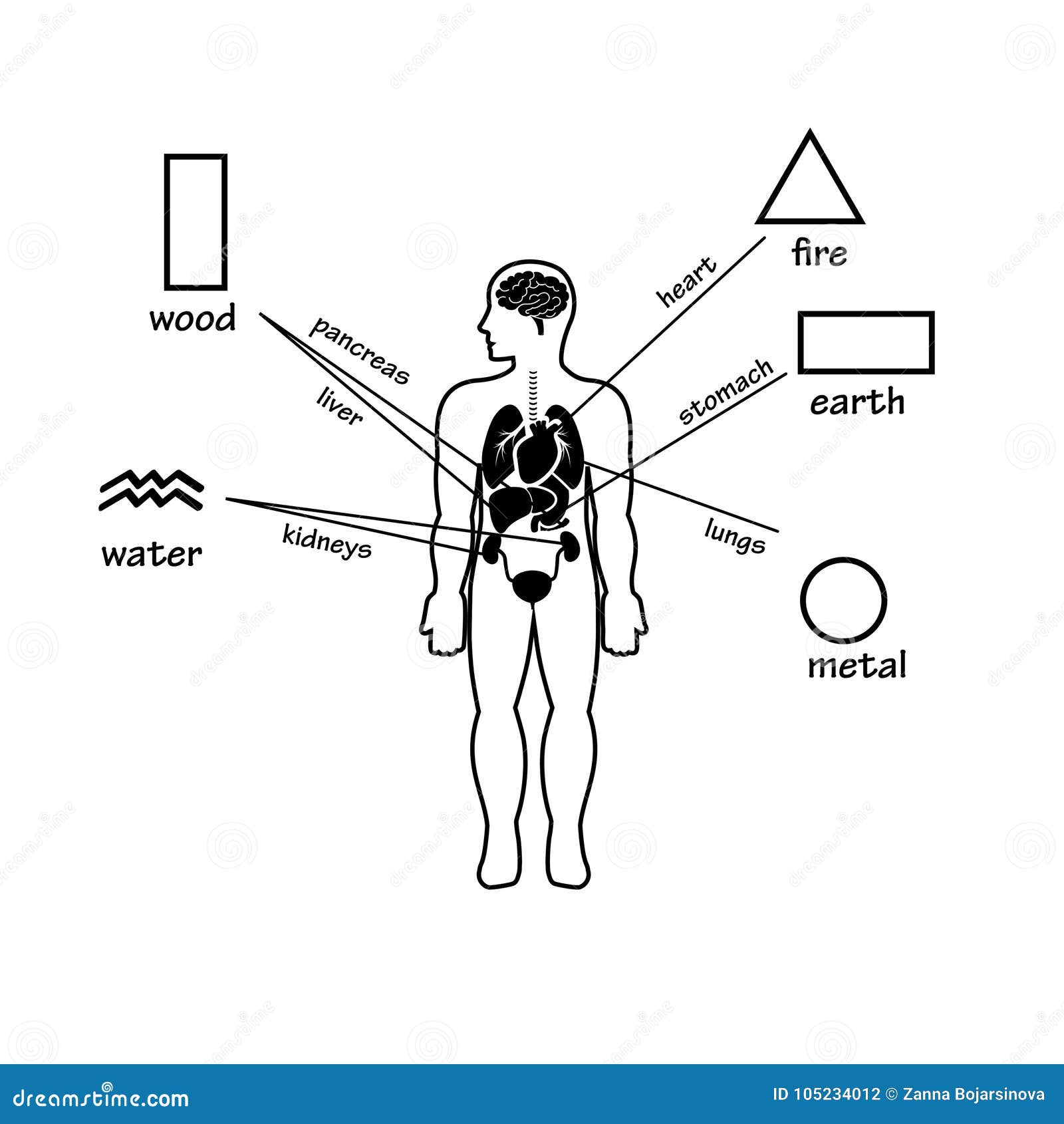 Five Elements and Human Organs. Outline Silhouette of Man Stock Vector ...