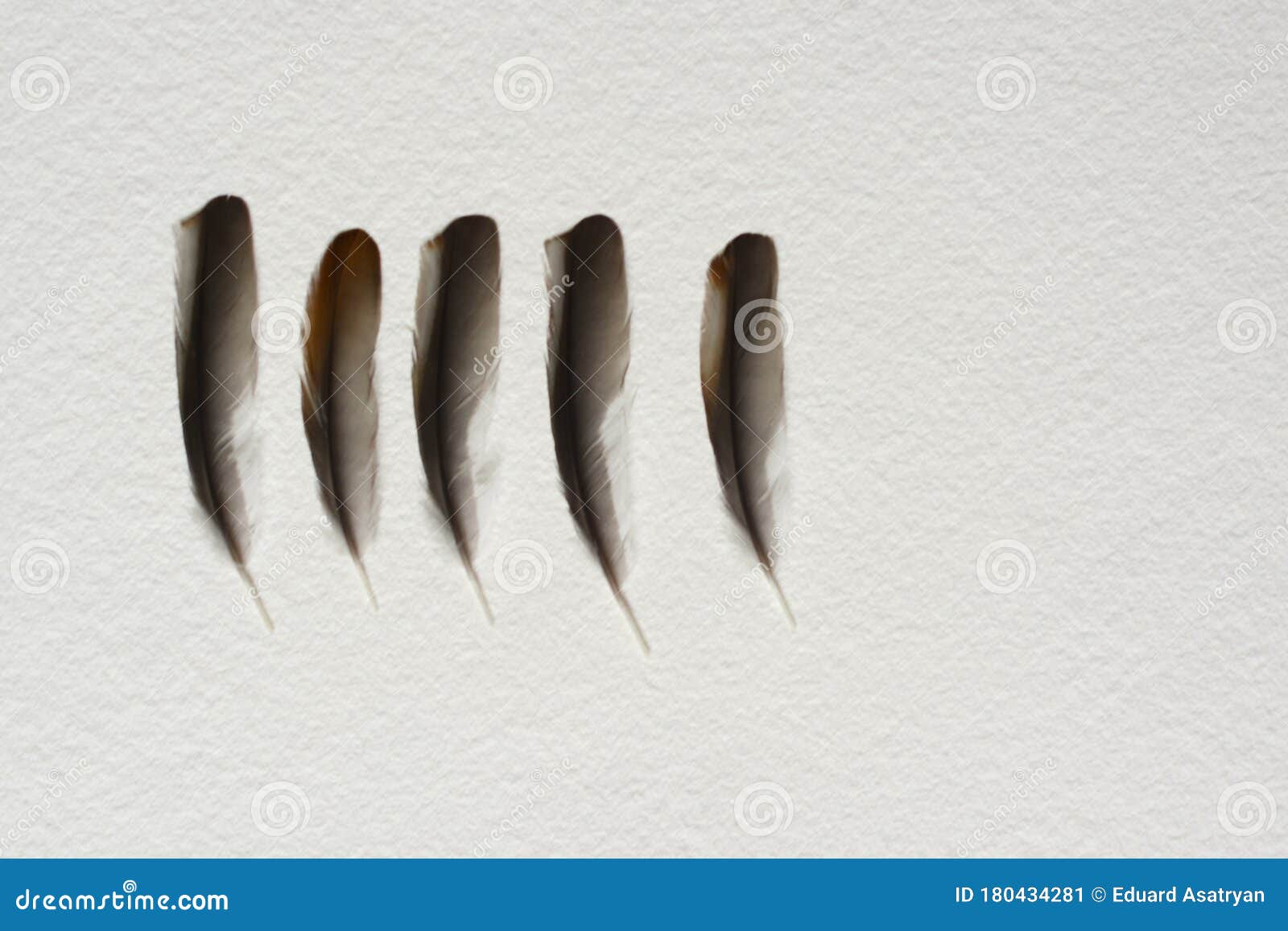 Five Beautiful Feathers on a White Background Stock Image - Image of ...