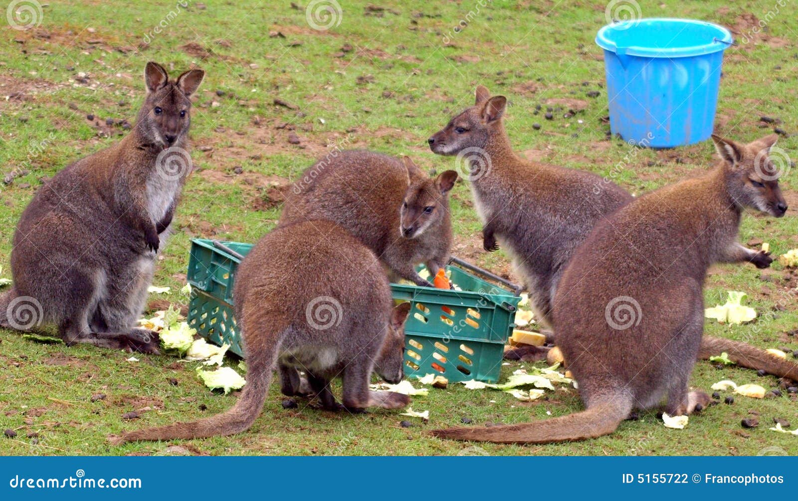Five Female Wallabies Feeding Stock Photo - Image of green, female: 5155722