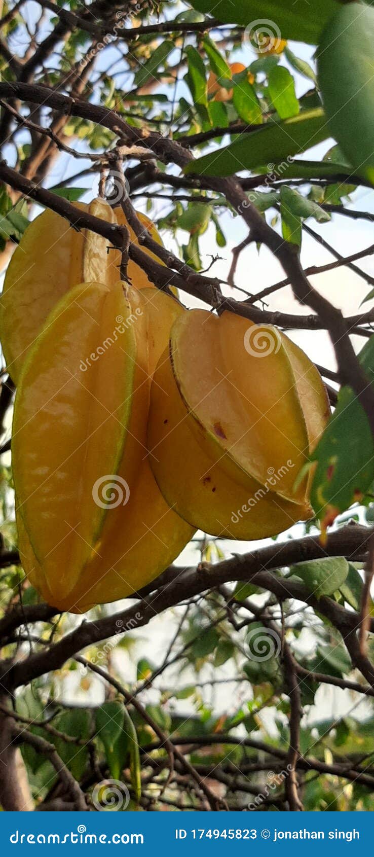 Five finger stock image. Image of fruit, shamrack, five - 174945823