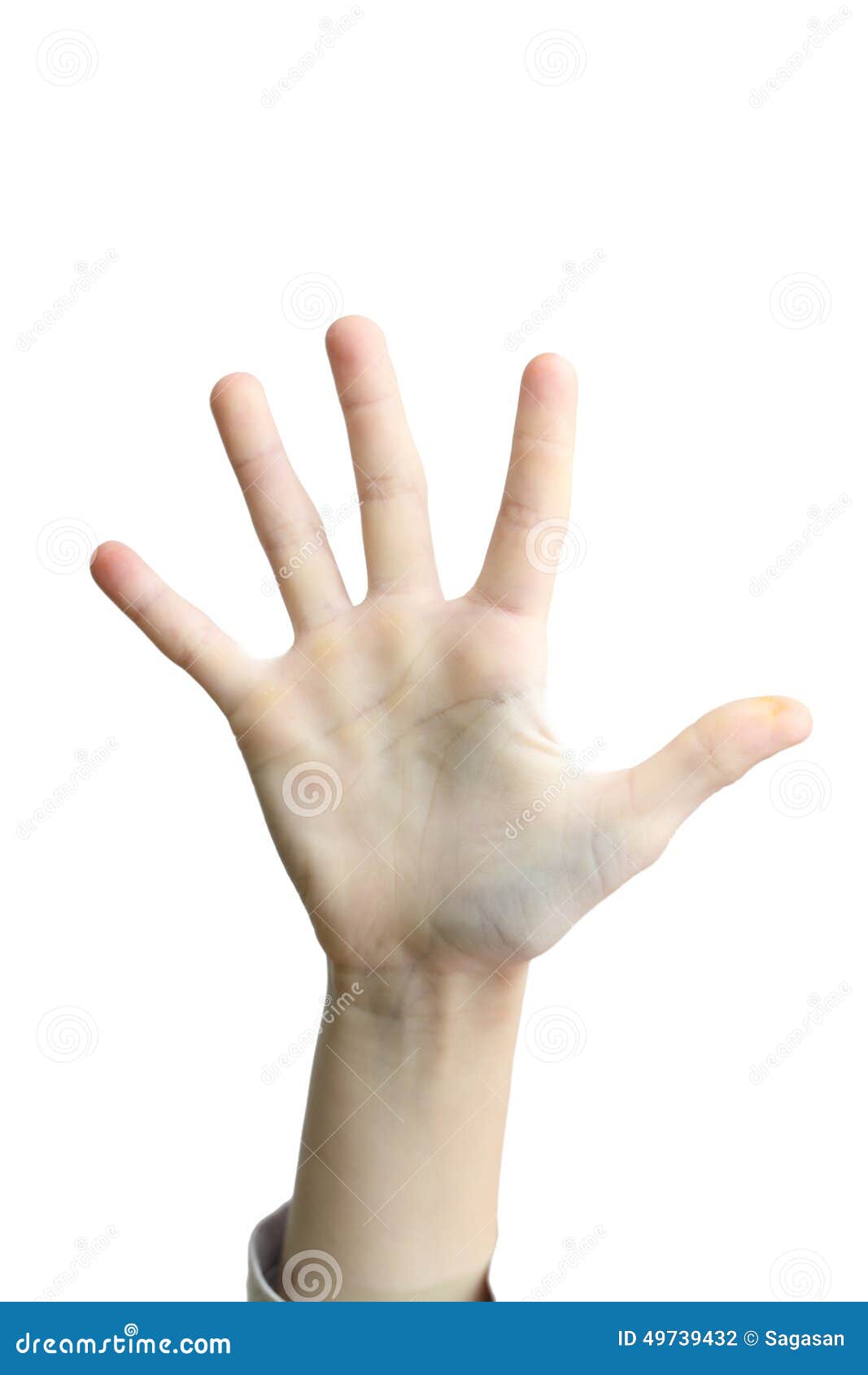 Five-finger Model Of Green Cassava Leaves Stock Photo | CartoonDealer ...