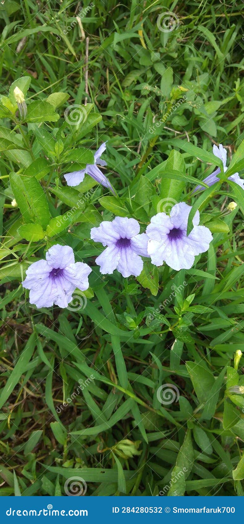 Five Flowers with Green Grass. Stock Photo - Image of nature, green ...