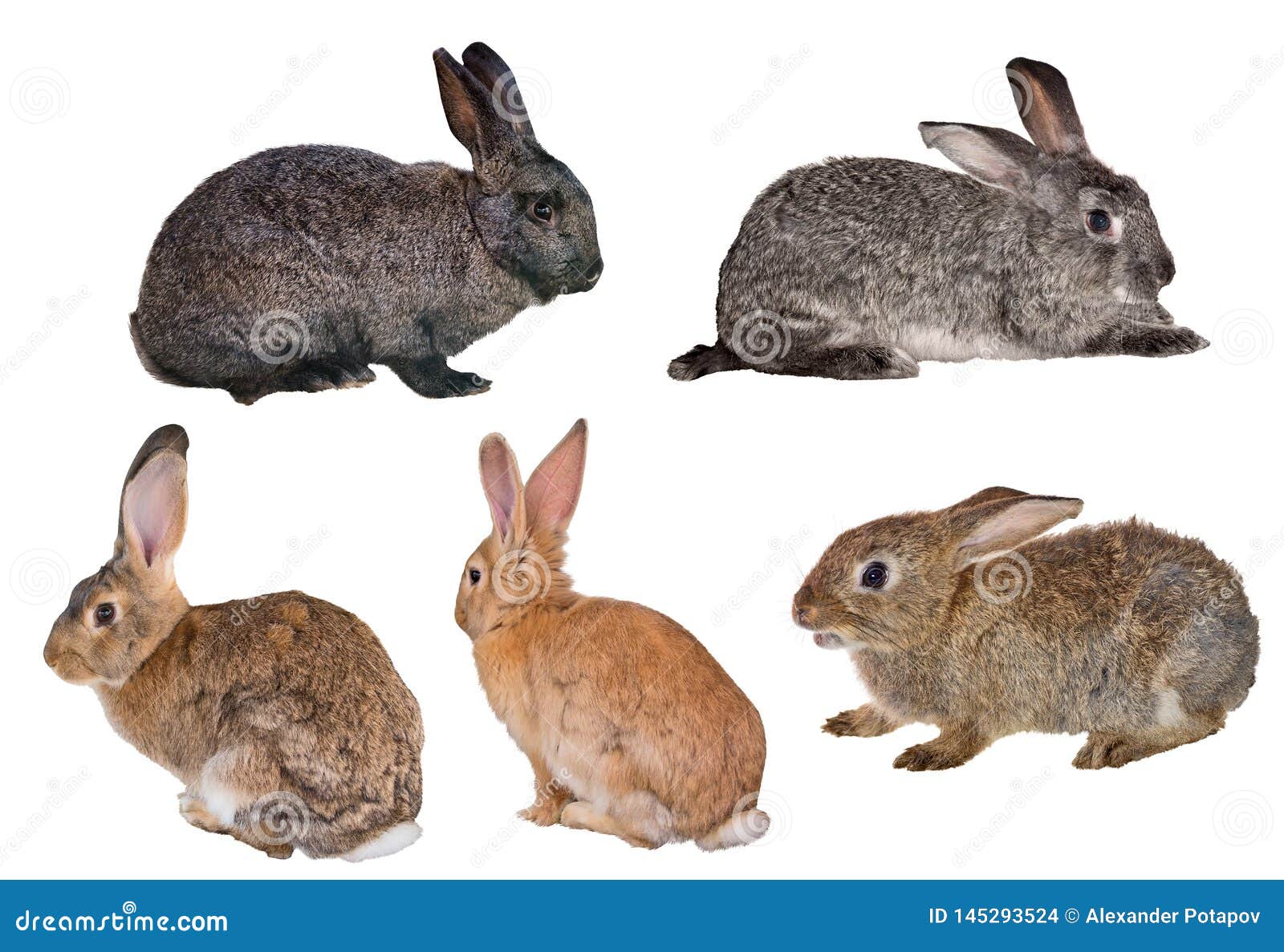 Five Rabbits Stock Photo | CartoonDealer.com #4376160