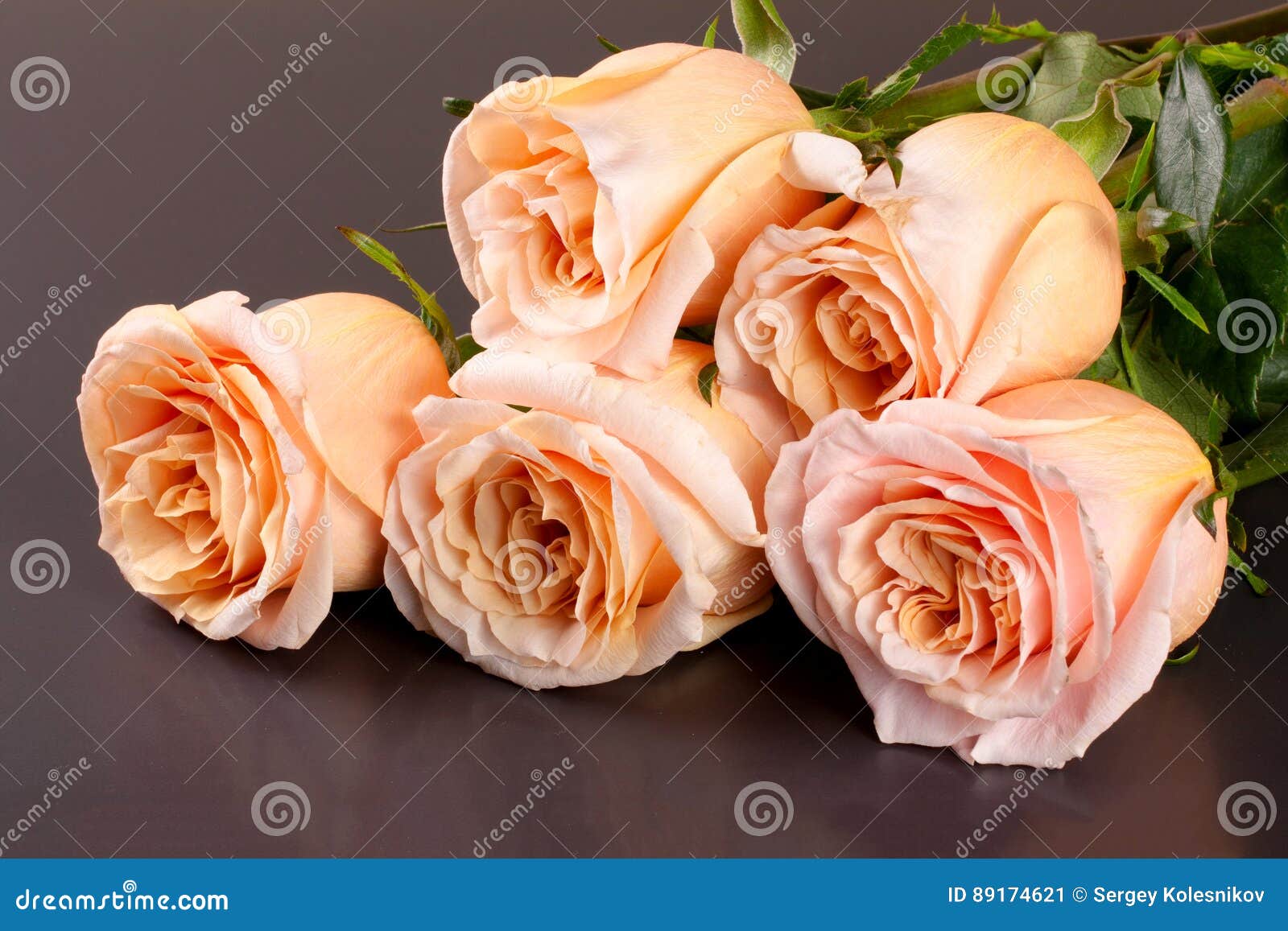 Five Fresh Beige Roses on a Dark Wooden Background Stock Image - Image ...