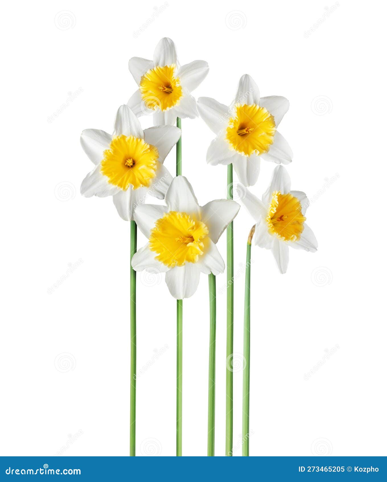 Five Fresh Daffodils Isolated on a White Background Stock Image - Image ...