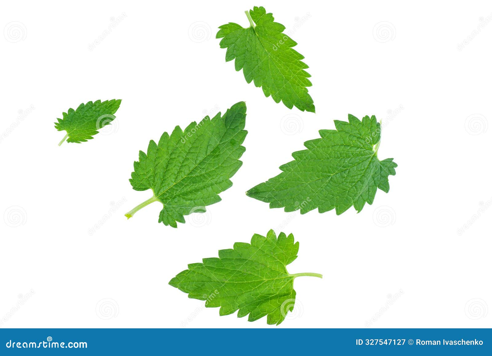 Five Fresh Melissa Leaves Isolated on White. Kitchen Herb Stock Image ...