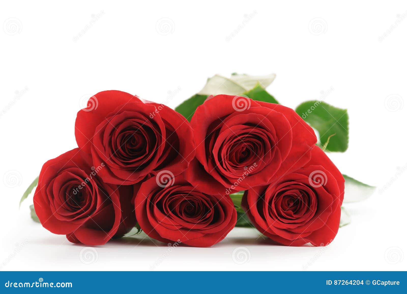 Five Fresh Red Roses Isolated on White Stock Photo - Image of elegance ...
