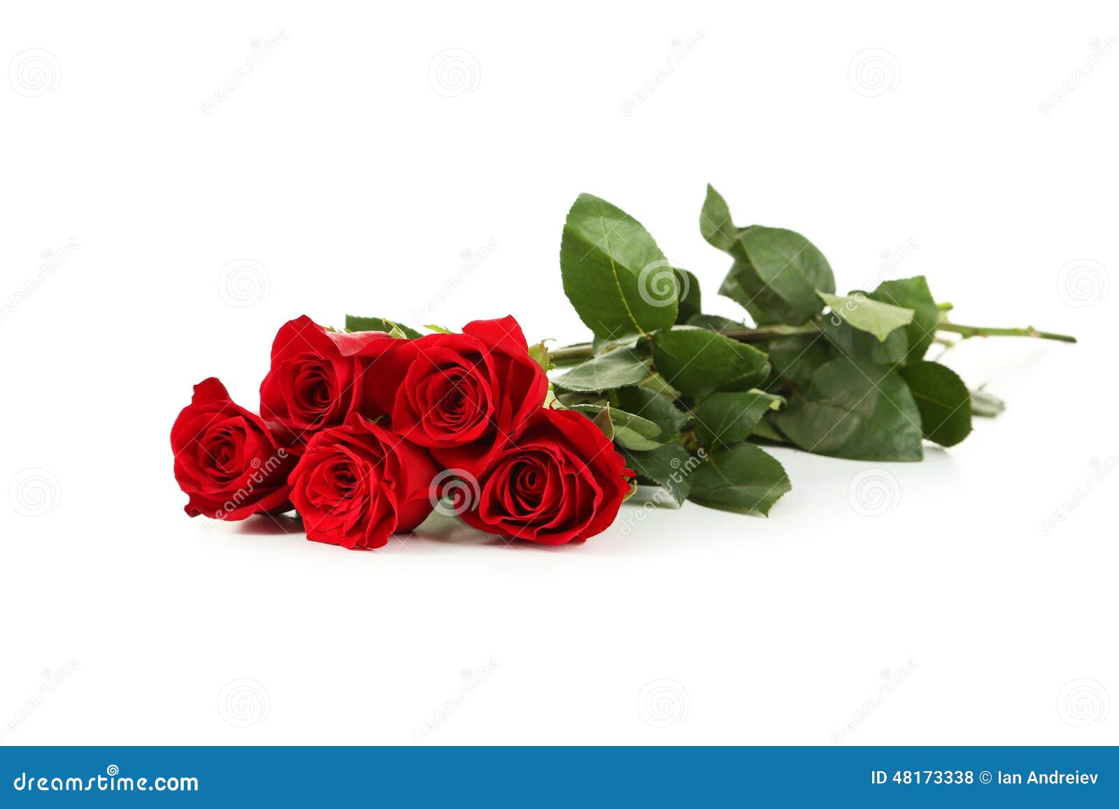 Five Fresh Red Roses on White Stock Photo - Image of five, background ...