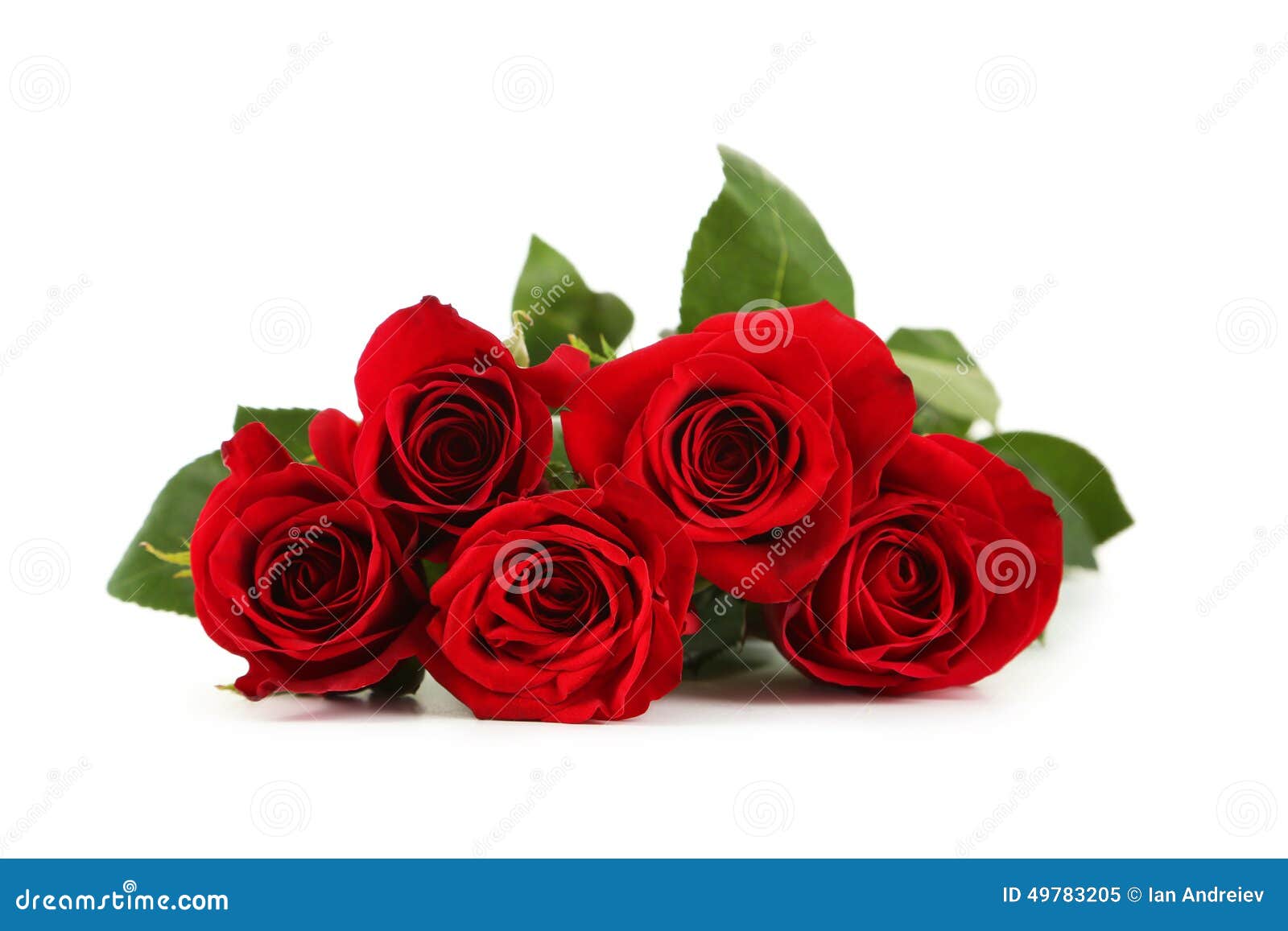 Five Fresh Red Roses on a White Background Stock Image - Image of ...