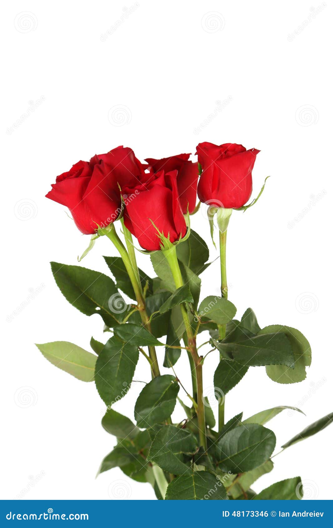 Five Fresh Red Roses on White Background, Close Up Stock Photo - Image ...