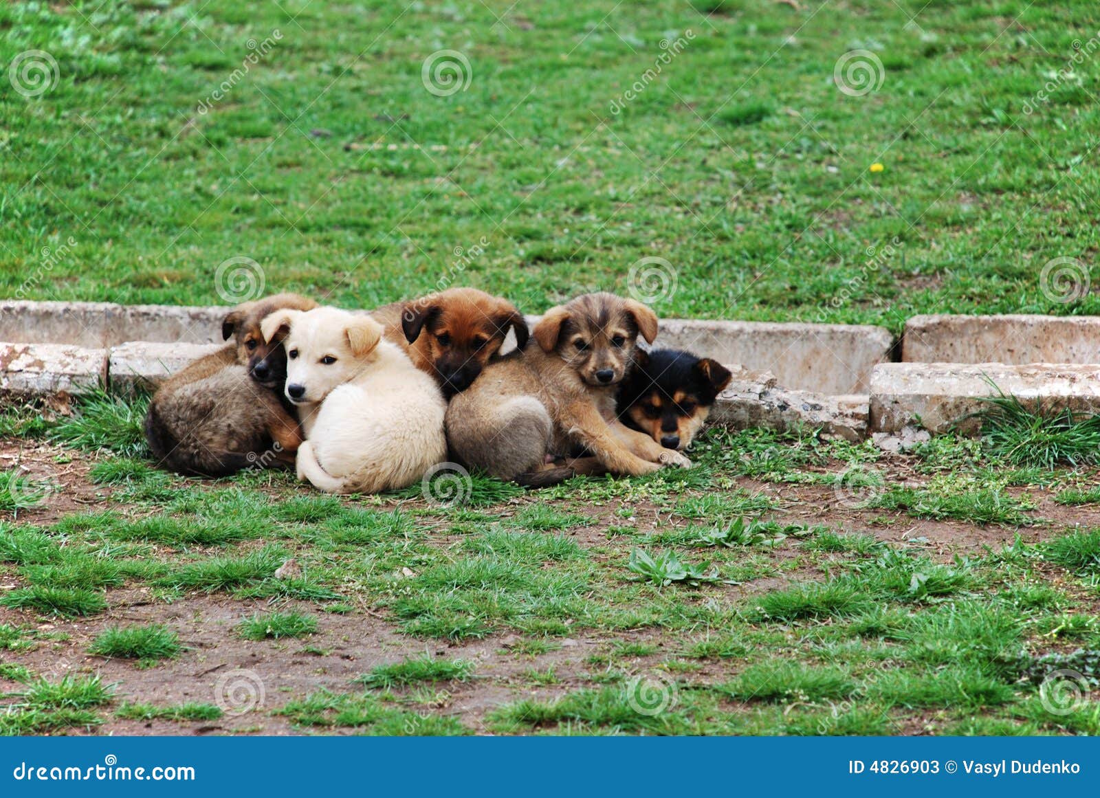 Five friendly puppies stock image. Image of green, little - 4826903