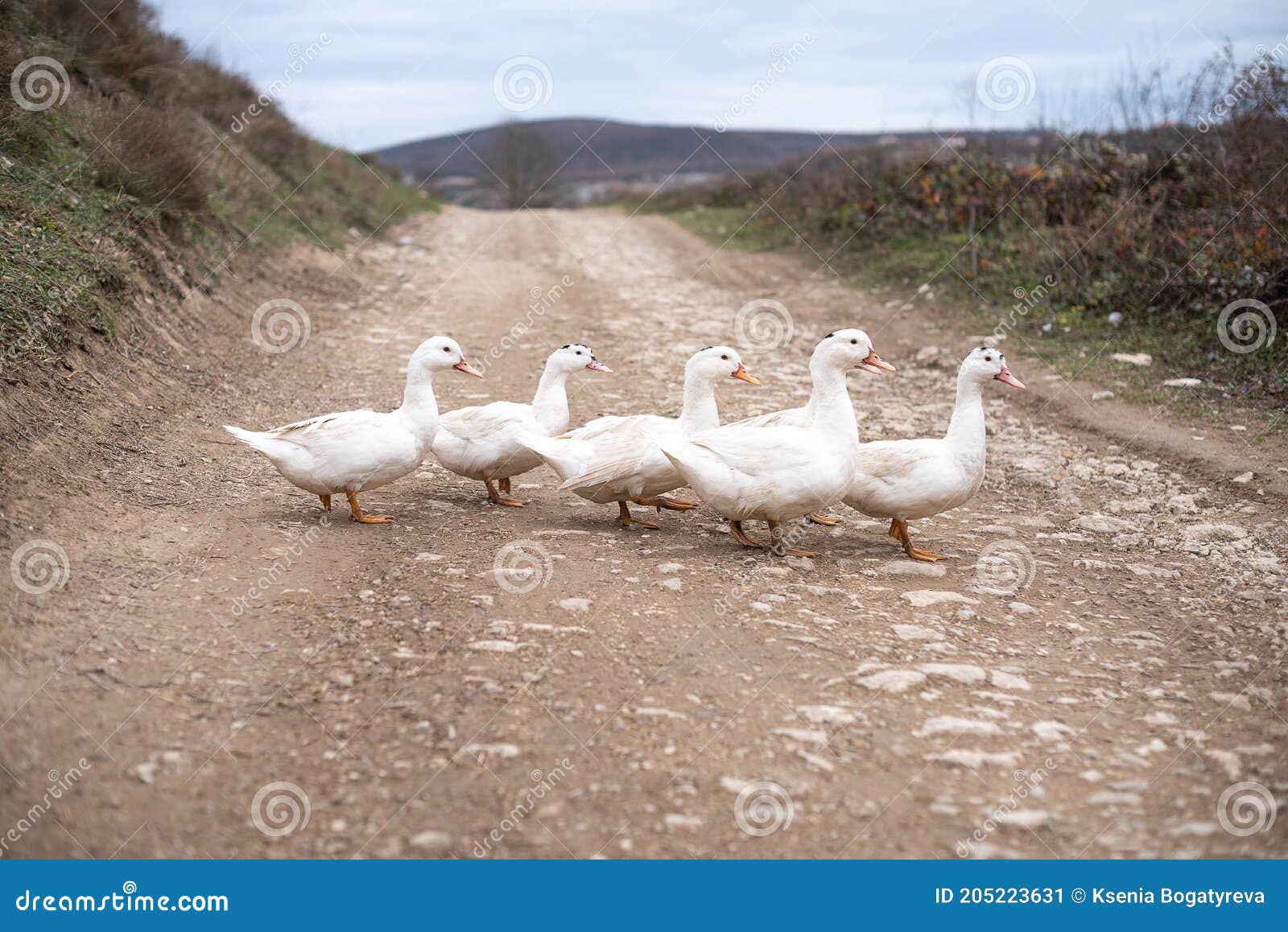 Five Geese on the Road in the Village Stock Image - Image of animal ...