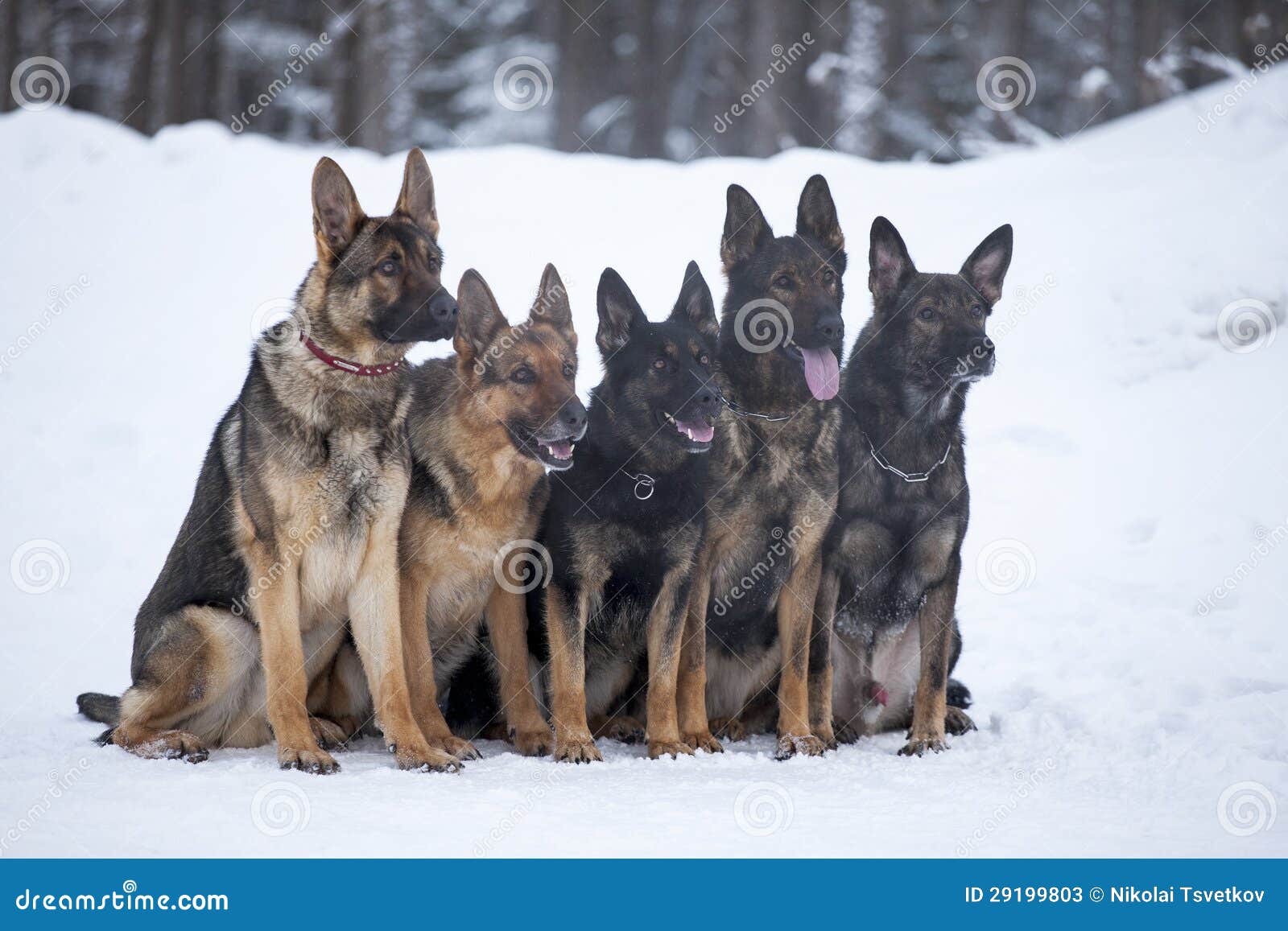 Five German Sheepdogs stock image. Image of outside, canine - 29199803