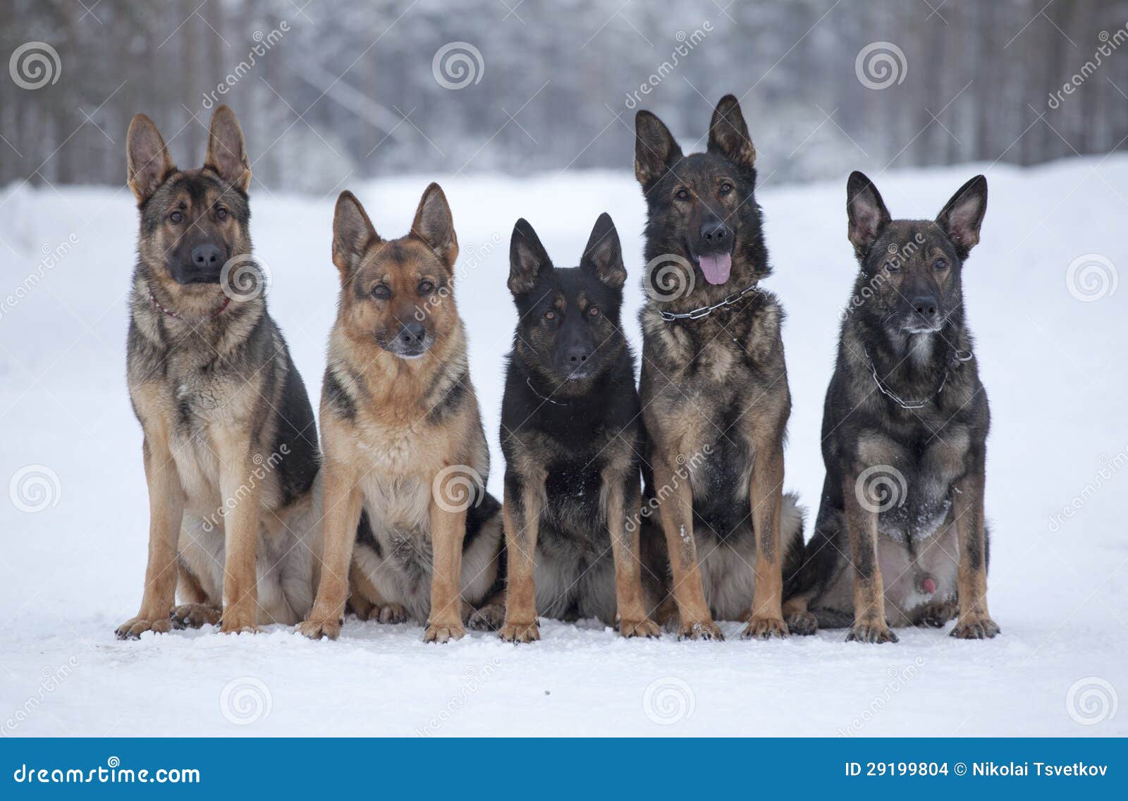 Five German Sheepdogs stock photo. Image of muzzle, animal - 29199804
