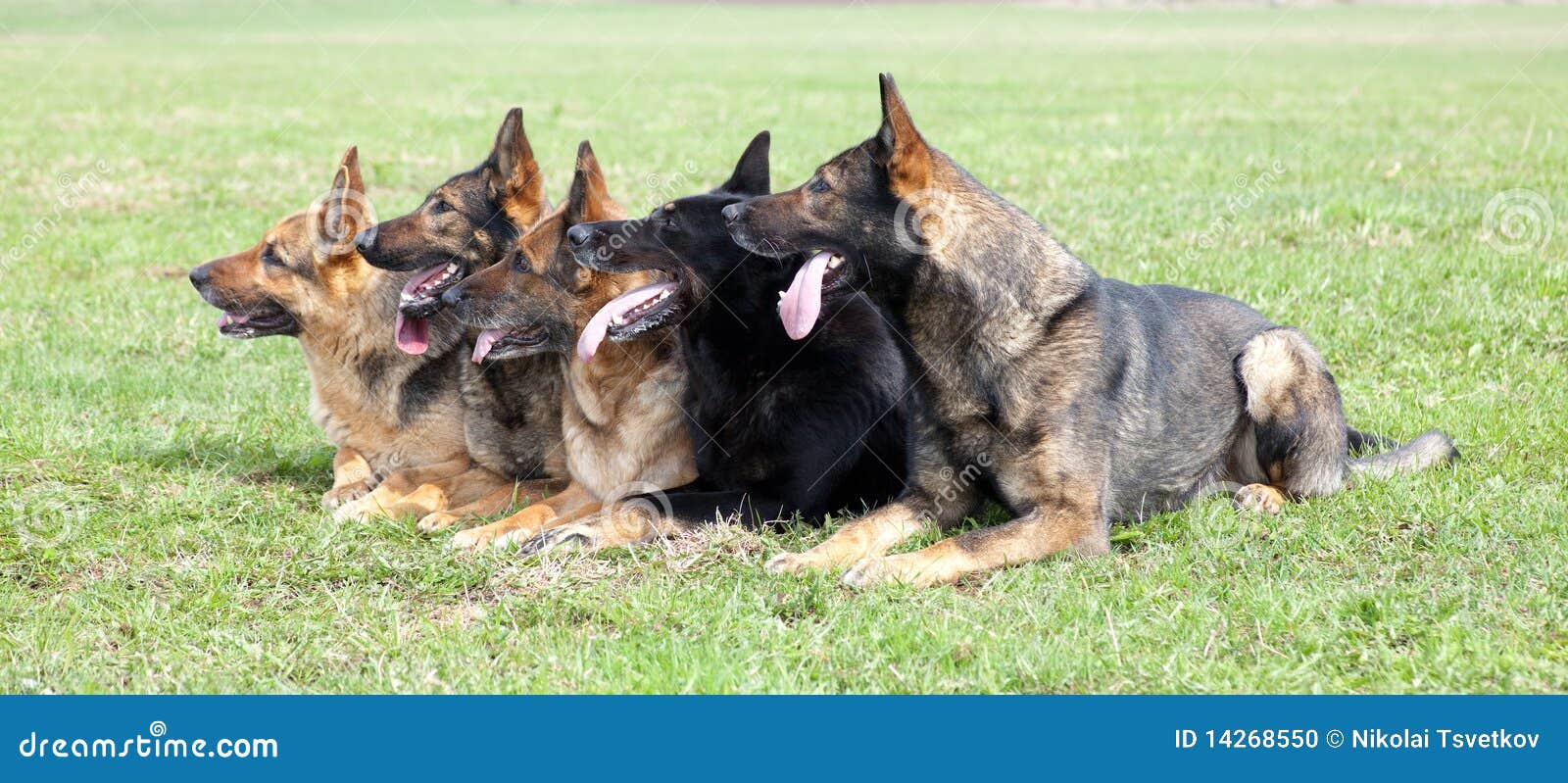 Five German shepherds stock photo. Image of outside, friendship - 14268550