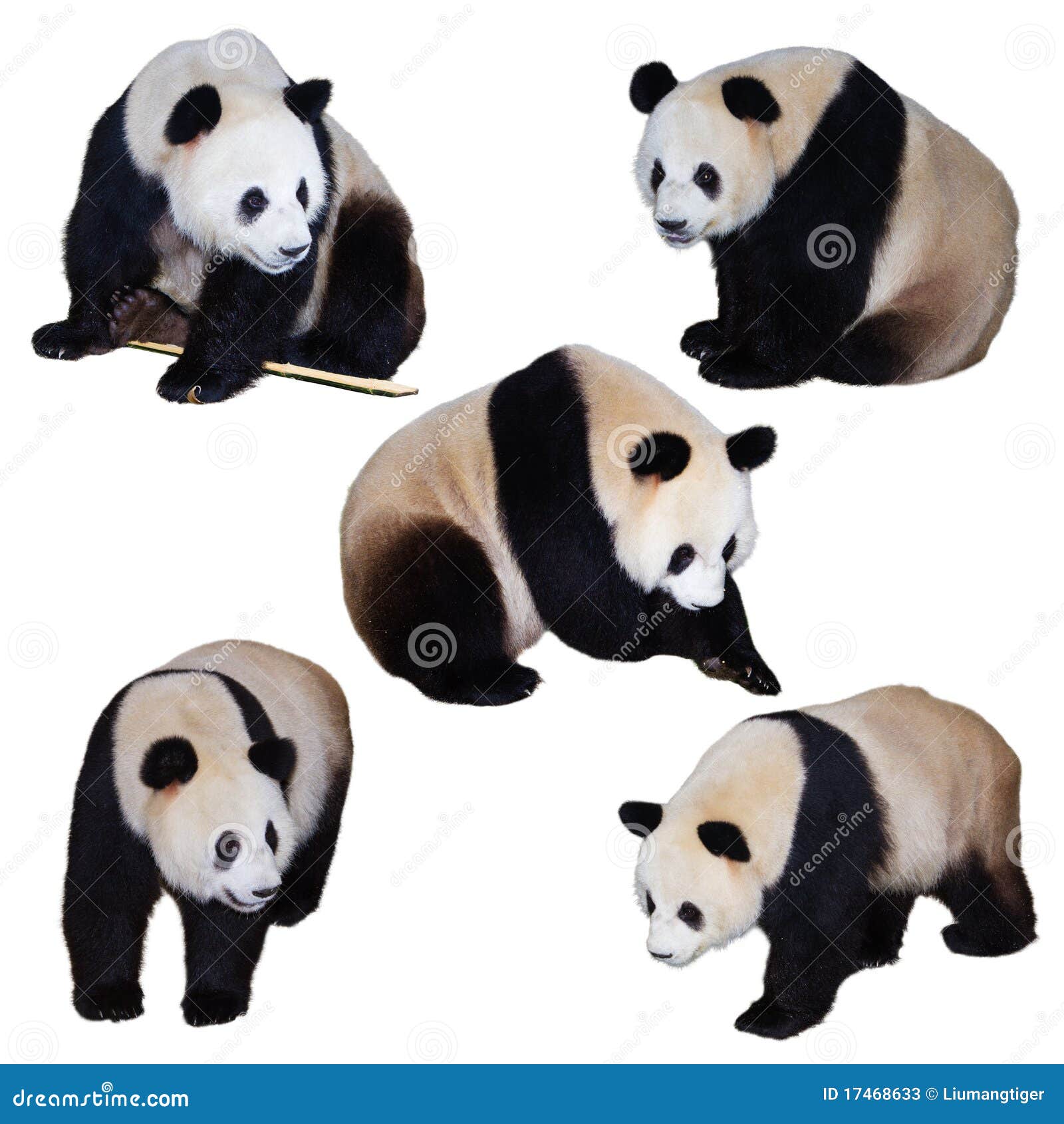 Panda Bear Poses Stock Photos - Royalty Free Images