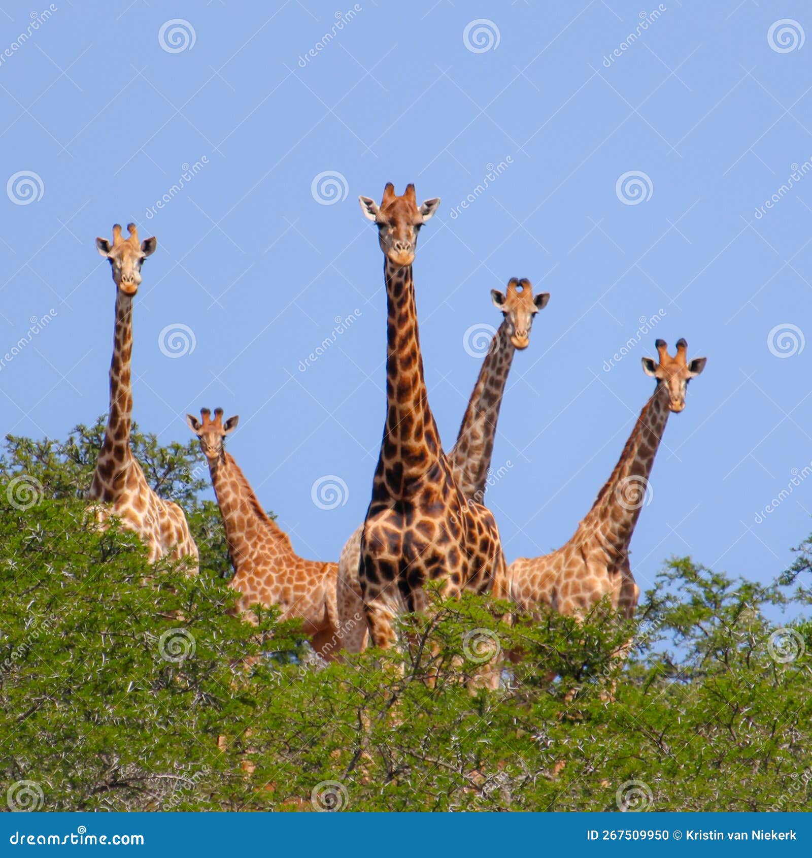 Five Giraffe Facing the Camera Stock Photo - Image of bushveld, camera ...