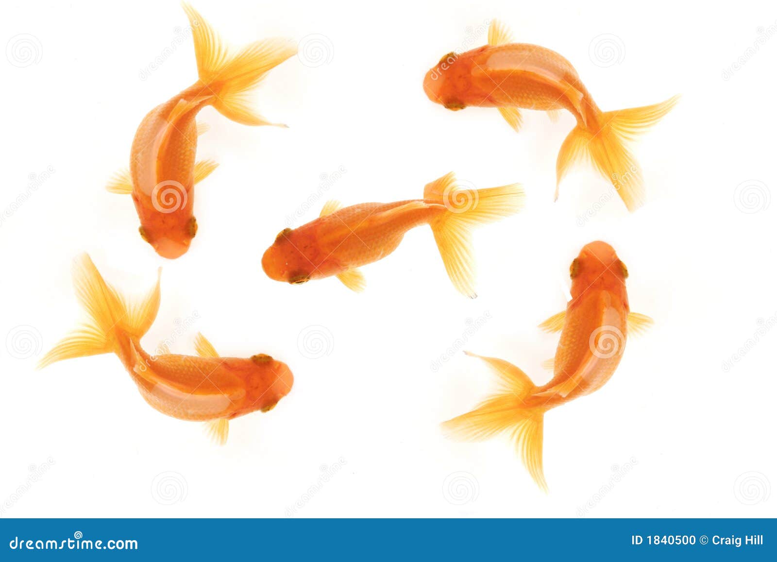 Five goldfish stock photo. Image of gold, tranquil, pets - 1840500