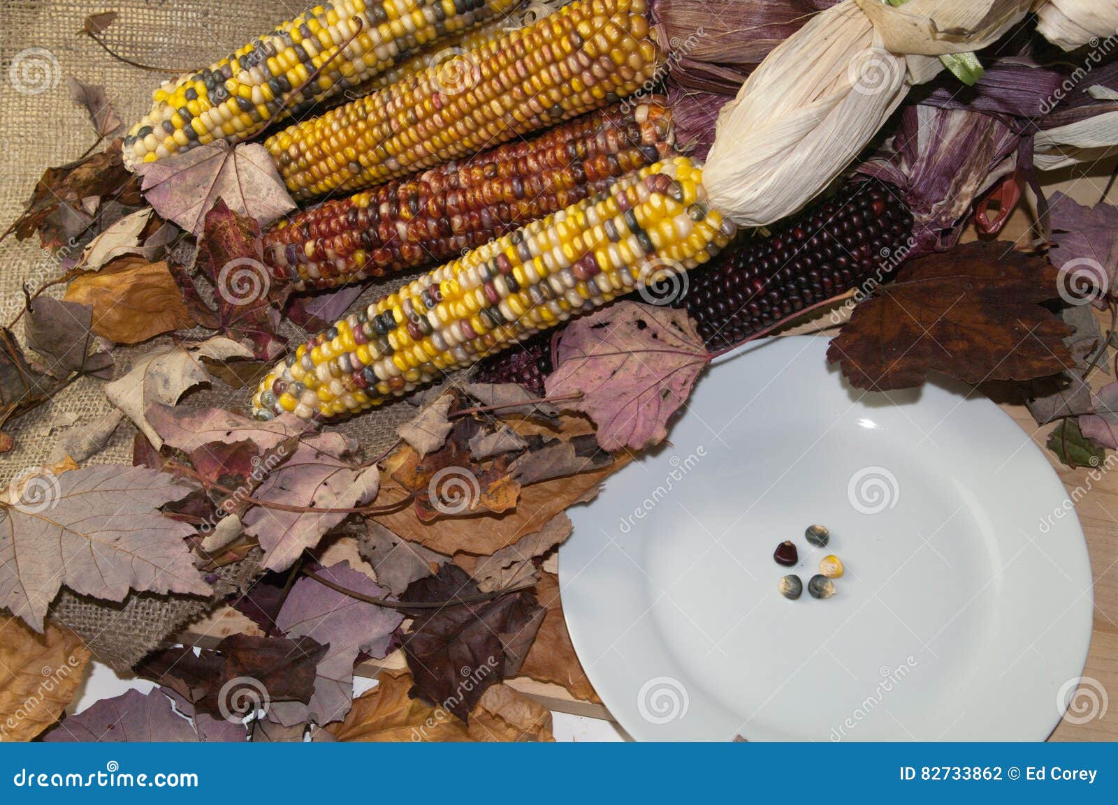 Five Grains of Pilgrim Corn Stock Photo - Image of golden, purple: 82733862