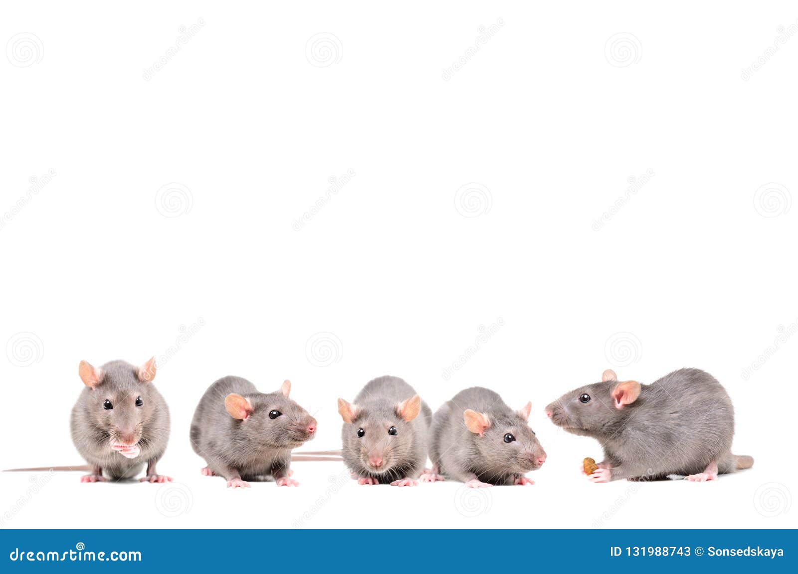 Five Gray Stars. Rating Evaluation Concept. Service Quality. Buyer ...