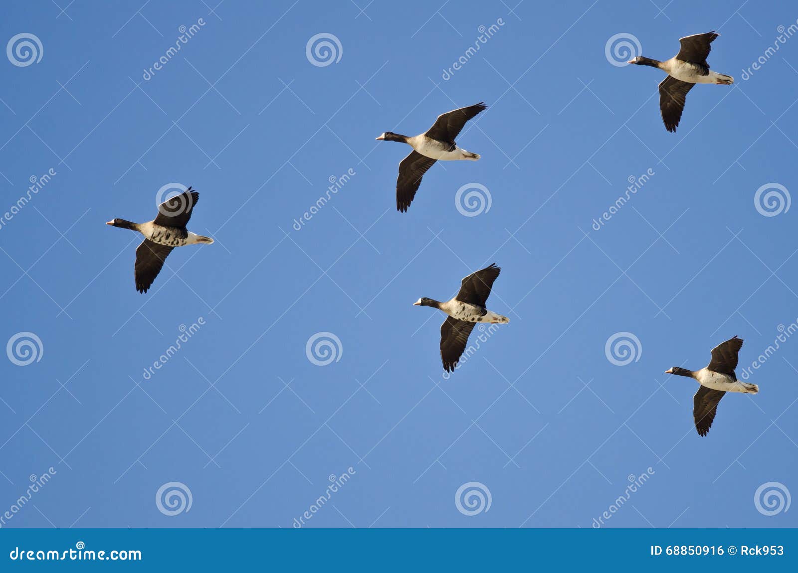 Five Greater White-Fronted Geese Flying in a Blue Sky Stock Photo ...