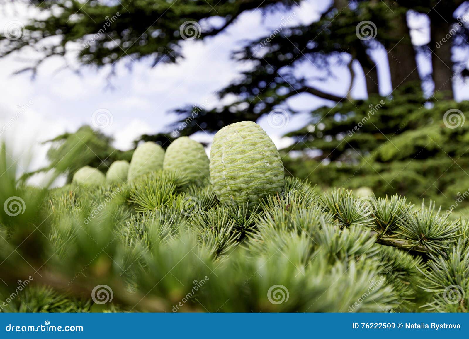 Five Green Cones on a Pine Tree Stock Image - Image of nature, winter ...